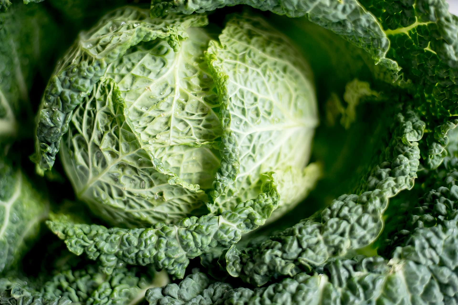 Viridis Hortus - Tundra F1 (Winter) Savoy Cabbage - 10 Vegetable Seeds ...