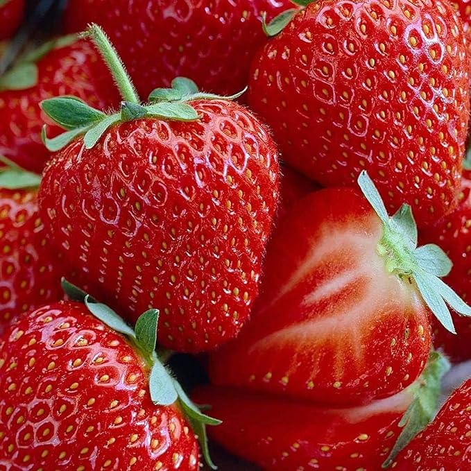 Amazon.com : Strawberry Seeds for Planting - 2000+ Red Strawberry Seeds ...