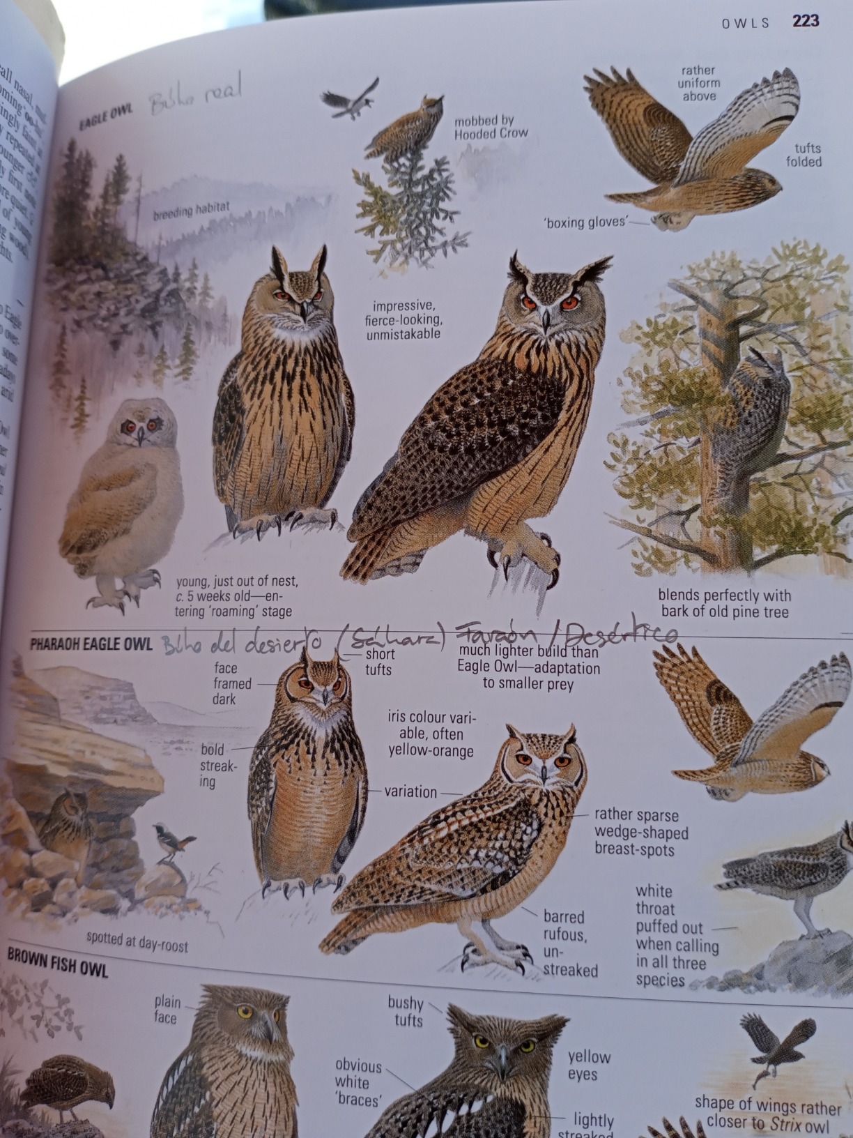 Collins Bird Guide: The Most Complete Guide to the Birds of Britain and ...