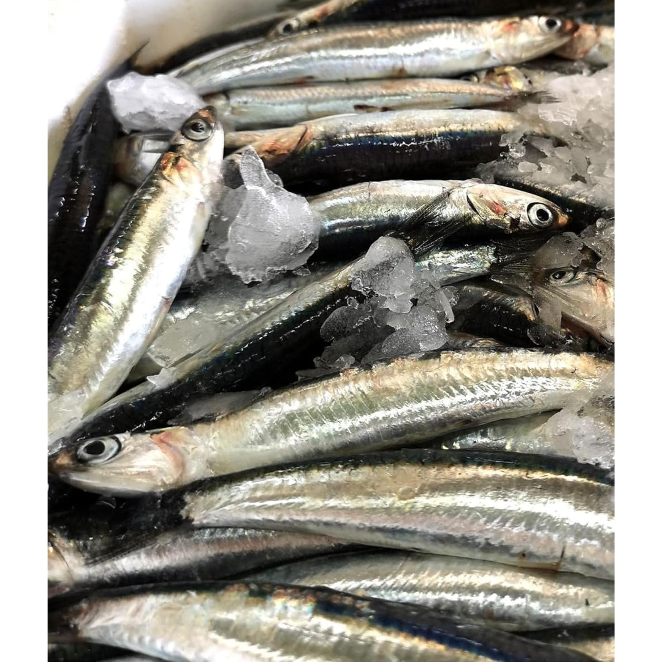 Snapklik.com : Agostino Recca Anchovies In Salt From Italy 28.22 Oz