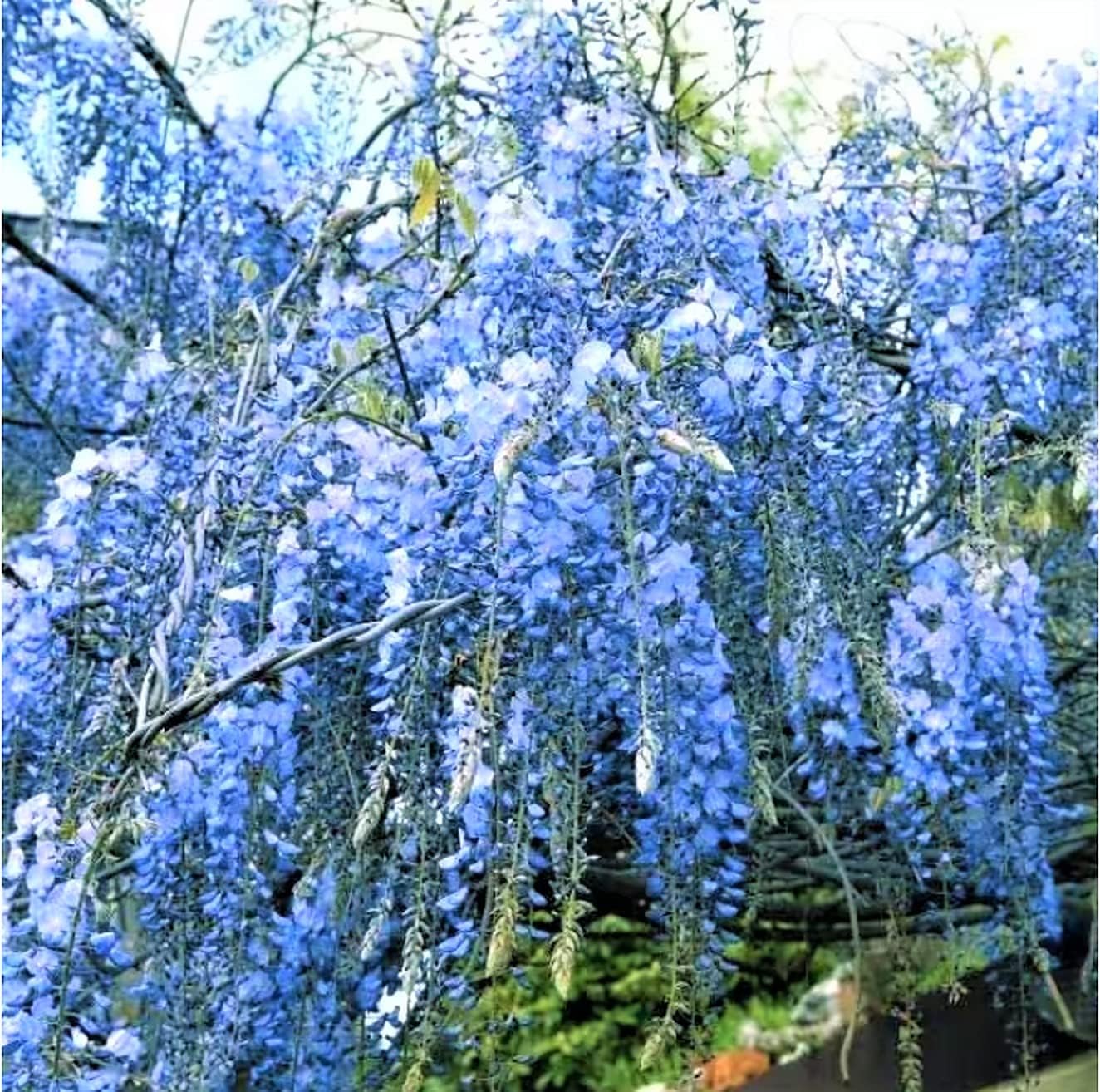 Árbol de glicina, 1 luna azul, árbol de glicina chino de 1 pie de alto ...