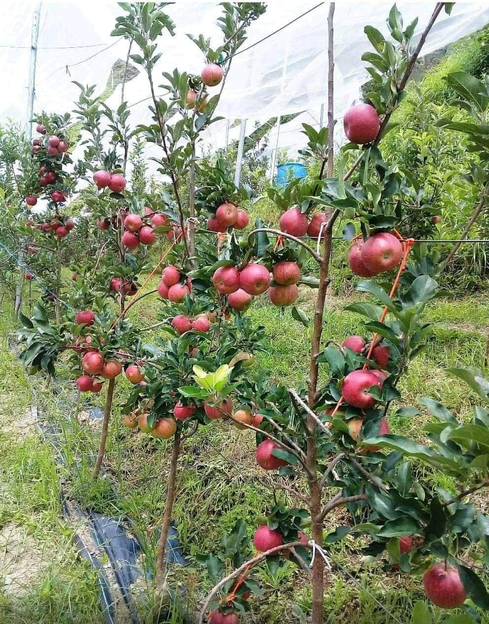 Apple tree plant harman 99,(Plant height 2-3 Ft) (Pack of 2 Live plant ...