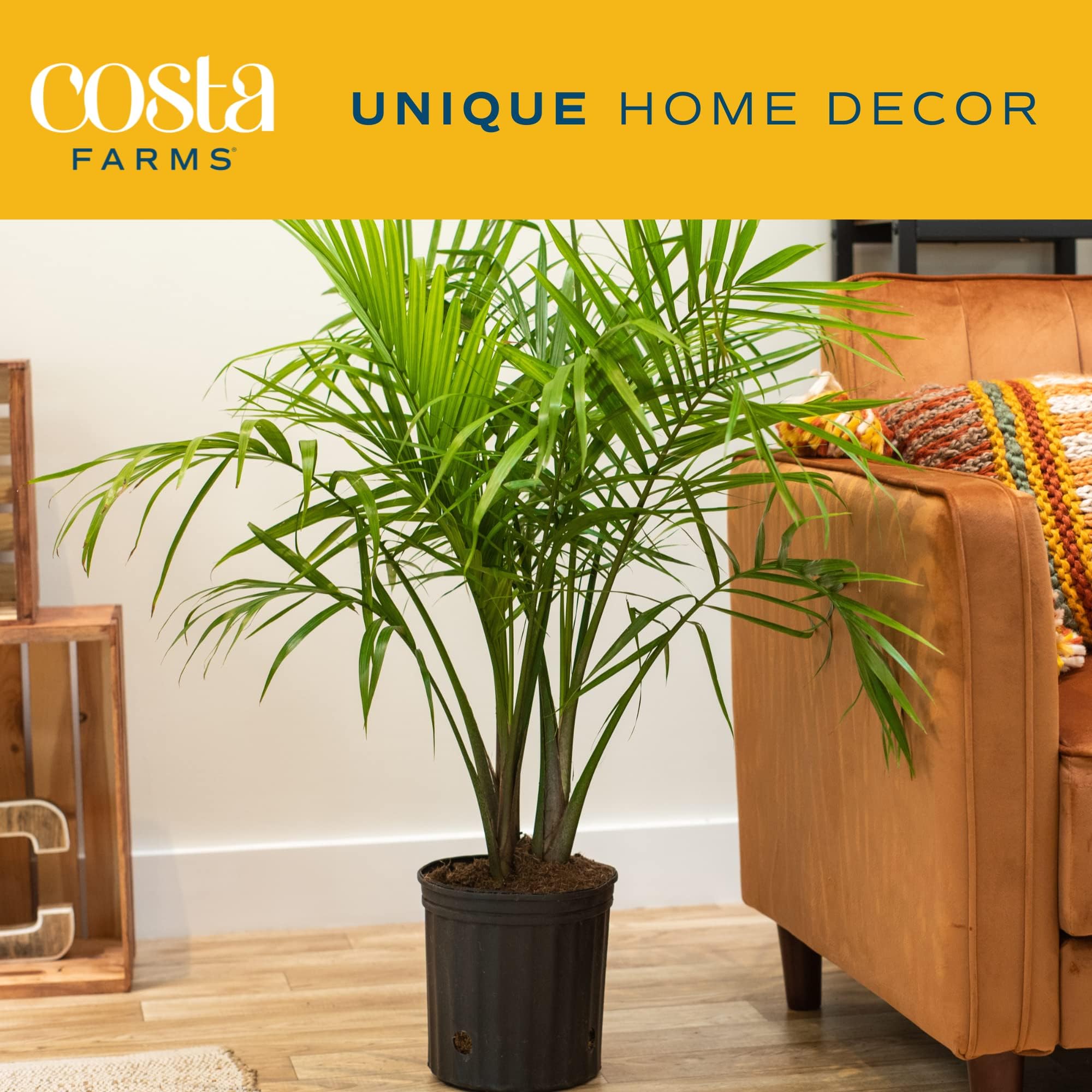 Indoor Palm Leaf Plants Identification Indoor Palms | Fresh From The