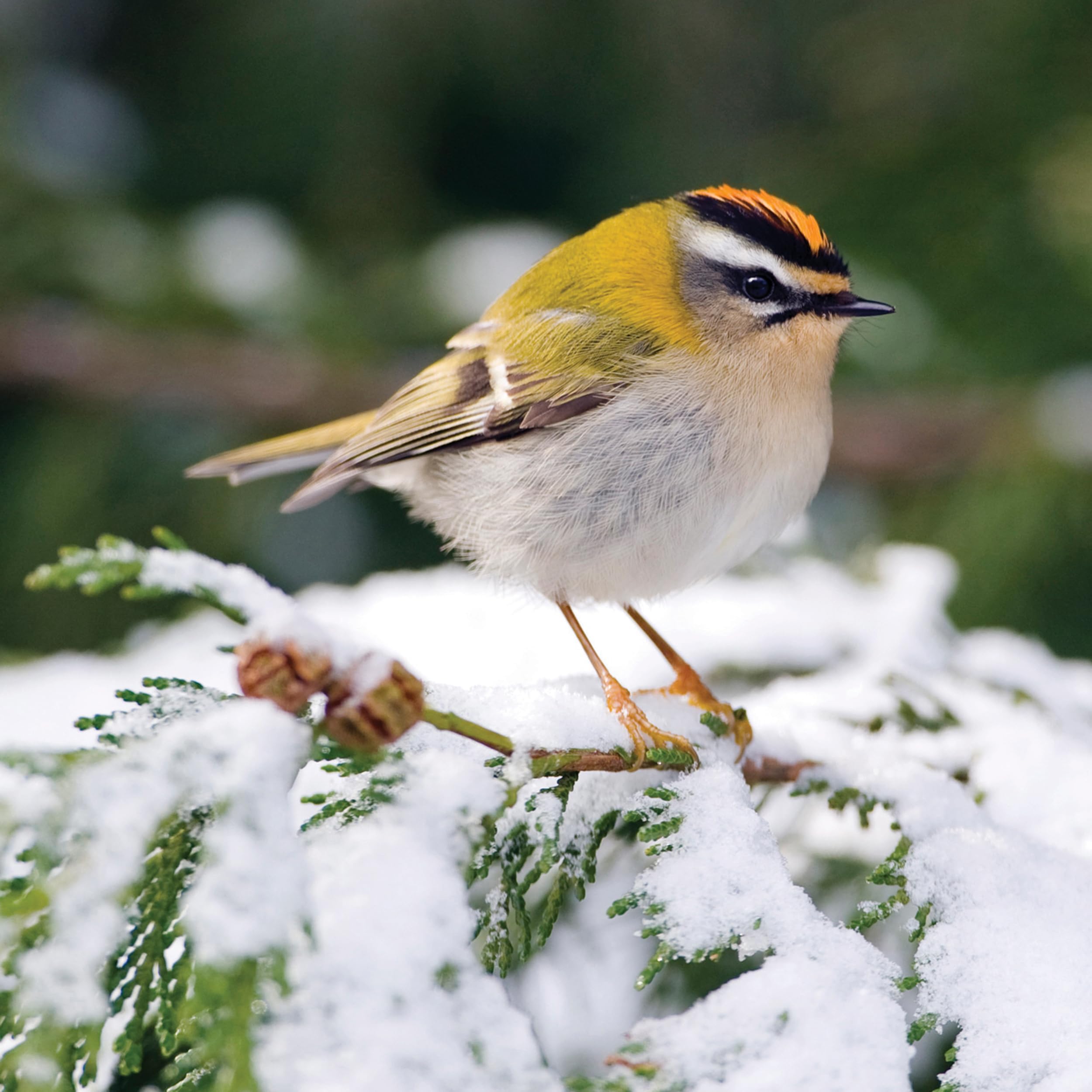 Winter Robin - RSPB Small Square Christmas 10 Card Pack : Amazon.co.uk ...