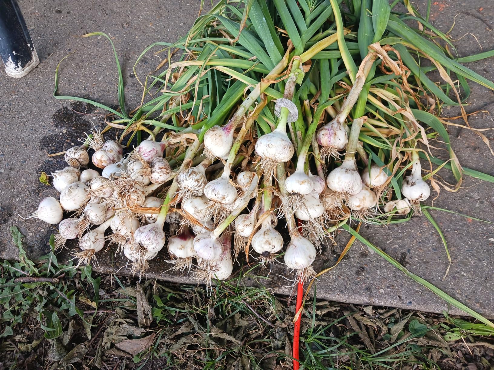 Amazon.com: Garlic Bulbs Whole, Early Purple Italian Garlic Bulbs, 12 ...