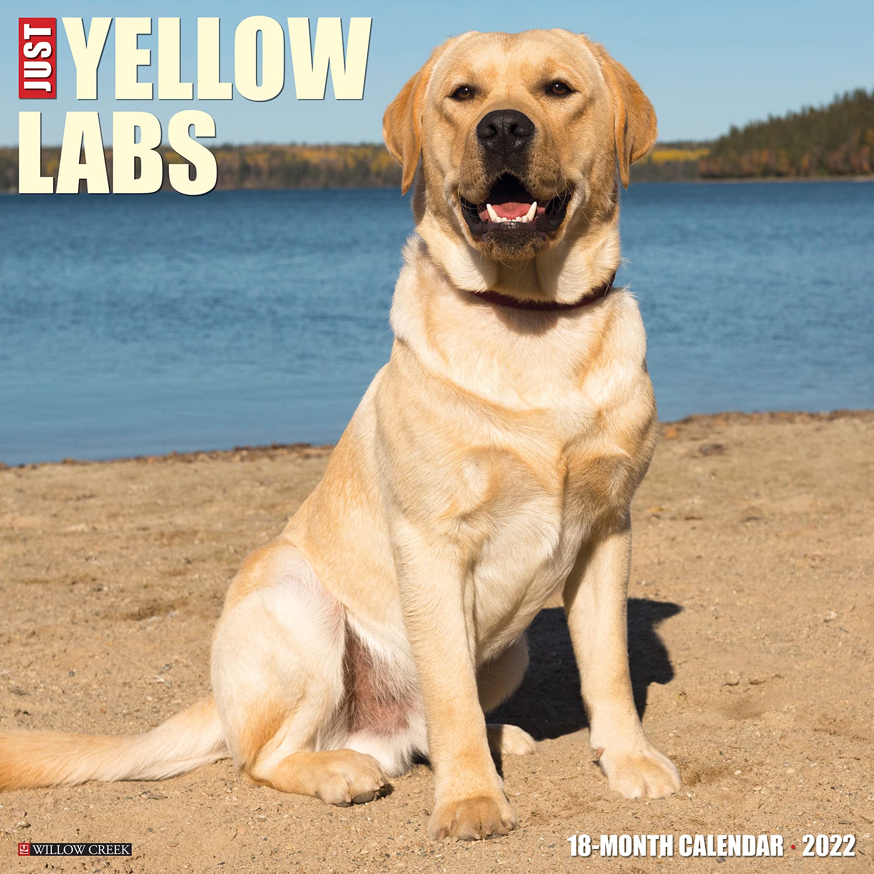 A Yellow Dog Breed