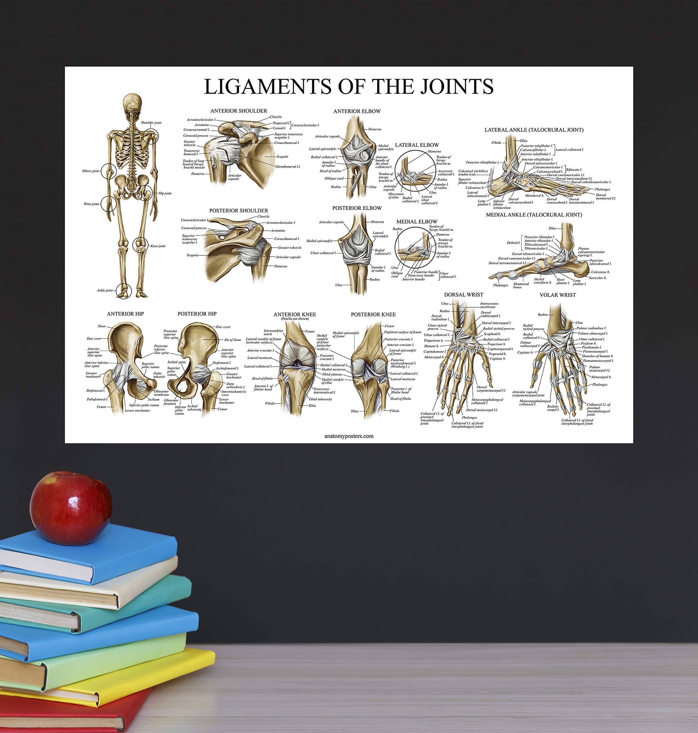 Ligaments of The Joints Anatomical Poster - Laminated - Ligament ...