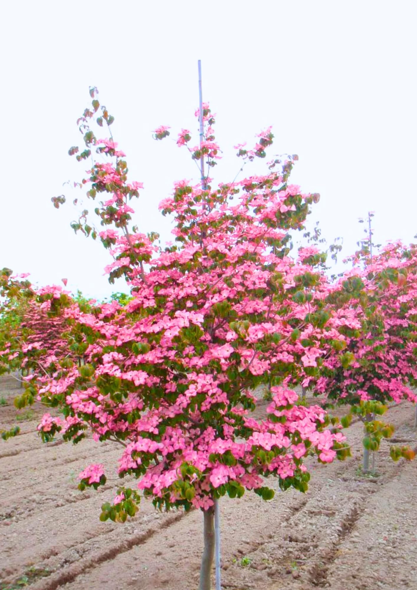 Amazon.com : Pink Dogwood Tree Live Plant in 2.5" Pot, Well Rooted 6-12 ...