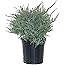 Amazon.com : Blue Point Juniper, blue leafed evergreen plant in 3 ...