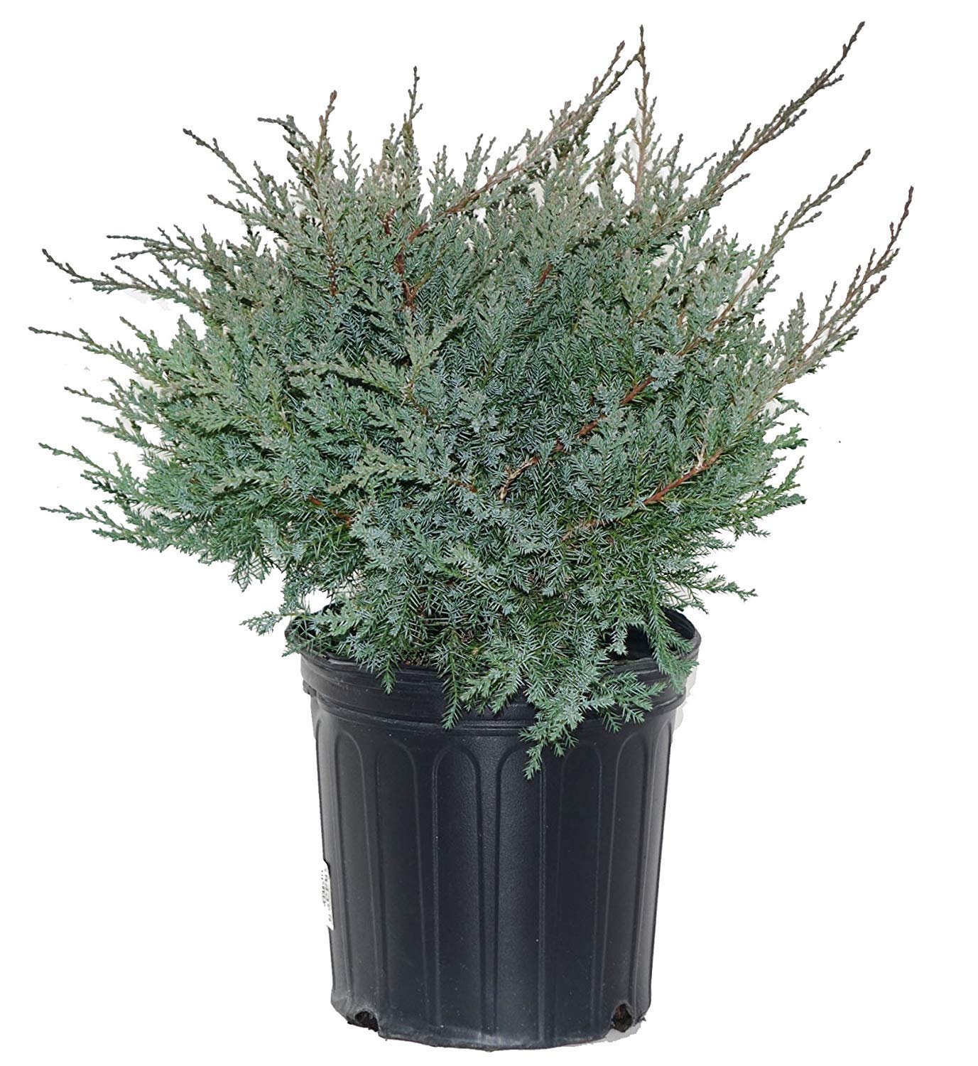 Pfitzer Compacta Juniper, green leafed evergreen in 3 Gallon pot ...