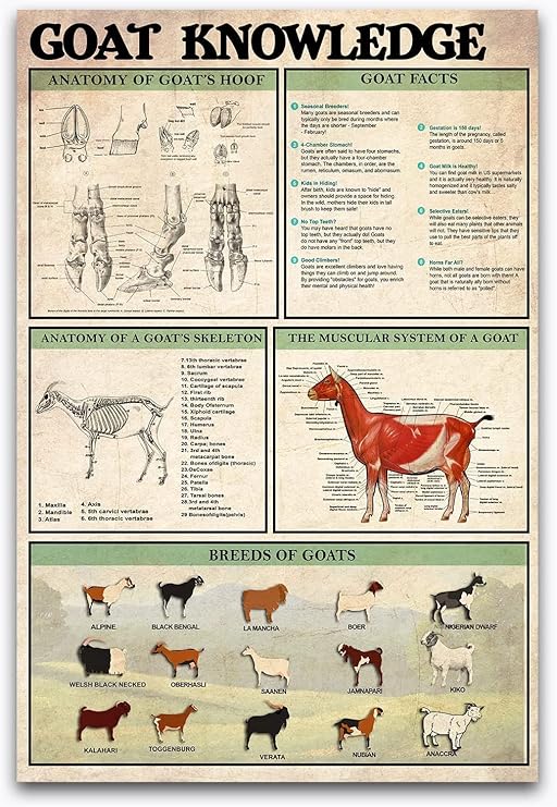 Amazon.com: Goat Knowledge Metal Tin Signs Retro Goat Facts Chart ...
