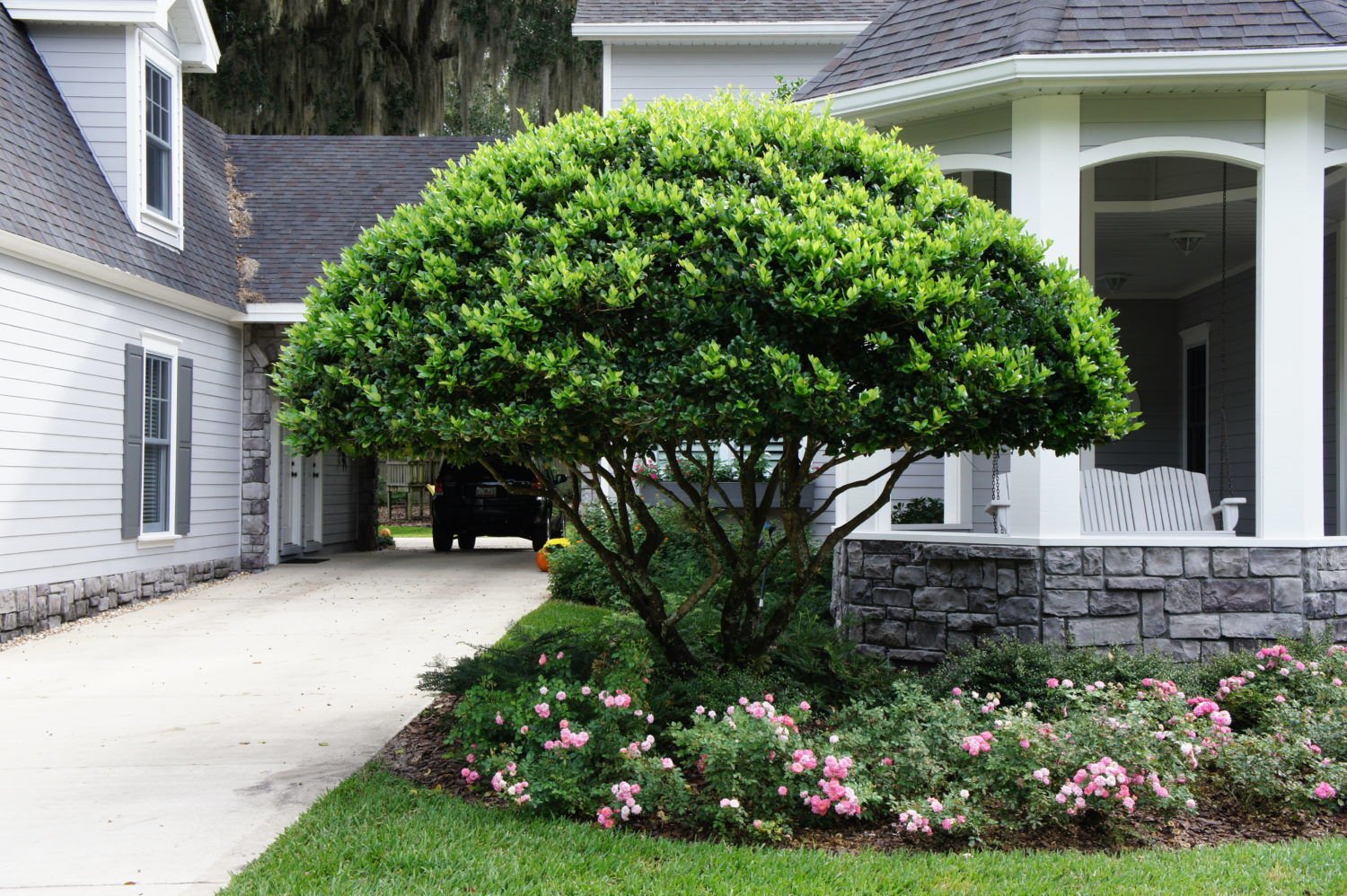 Ligustrum Tree