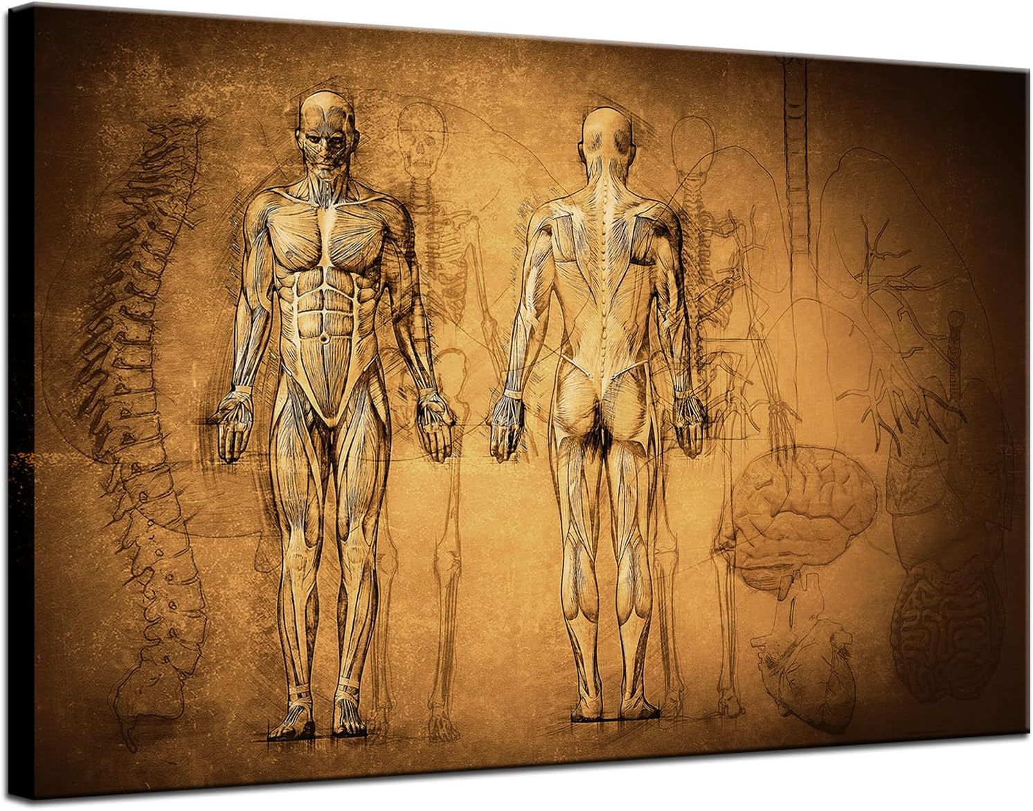 Amazon.com: Skeleton Bending Touching Toes Anatomy X Ray Photo Poster ...