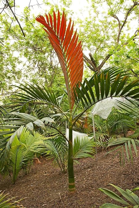 Amazon.com : Red Flame Palm - Live Plant in a 3 Gallon Growers Pot ...