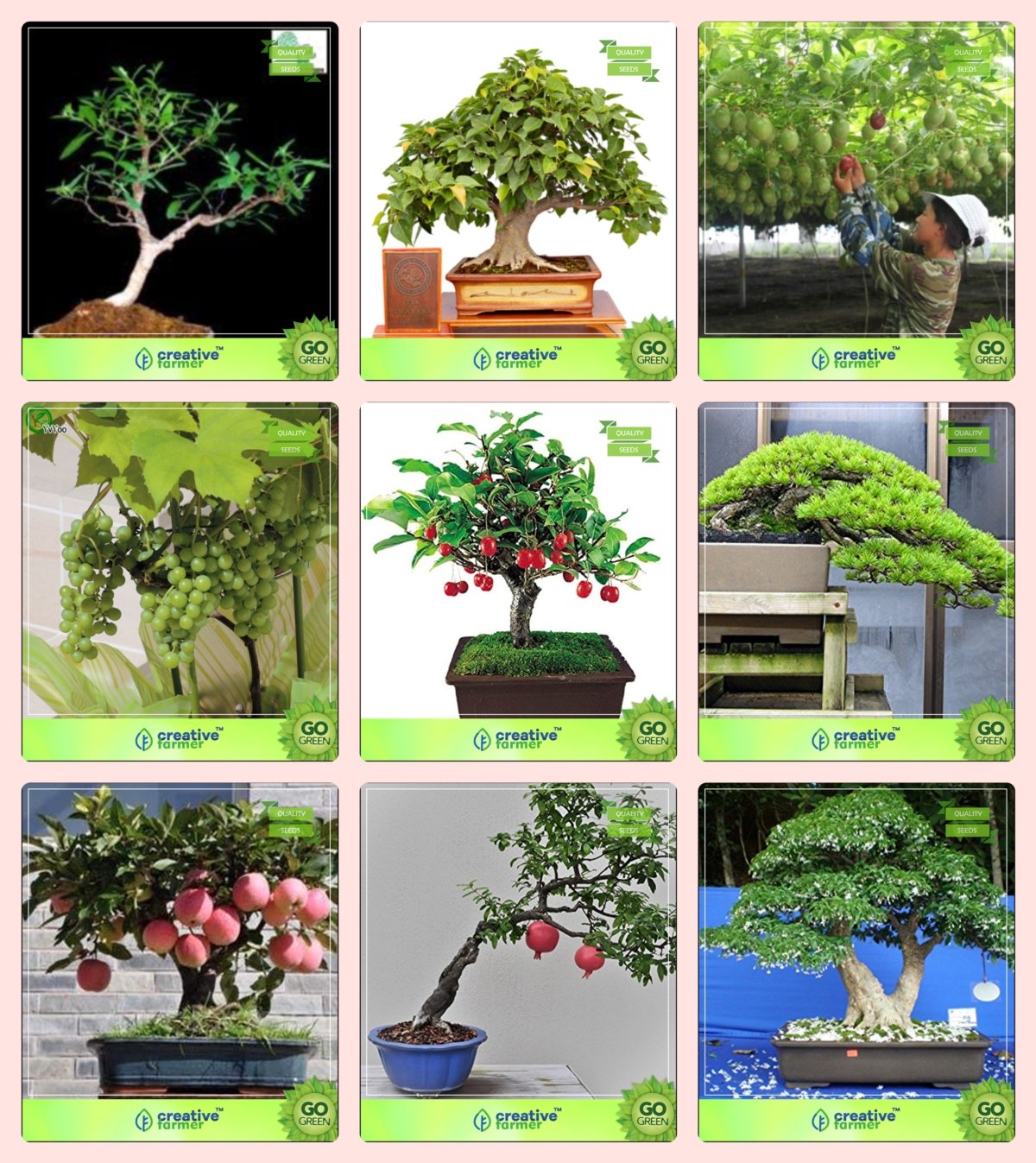 Creative Farmer Bonsai Suitable Seeds : Seeds Combo Combo Terminalia ...