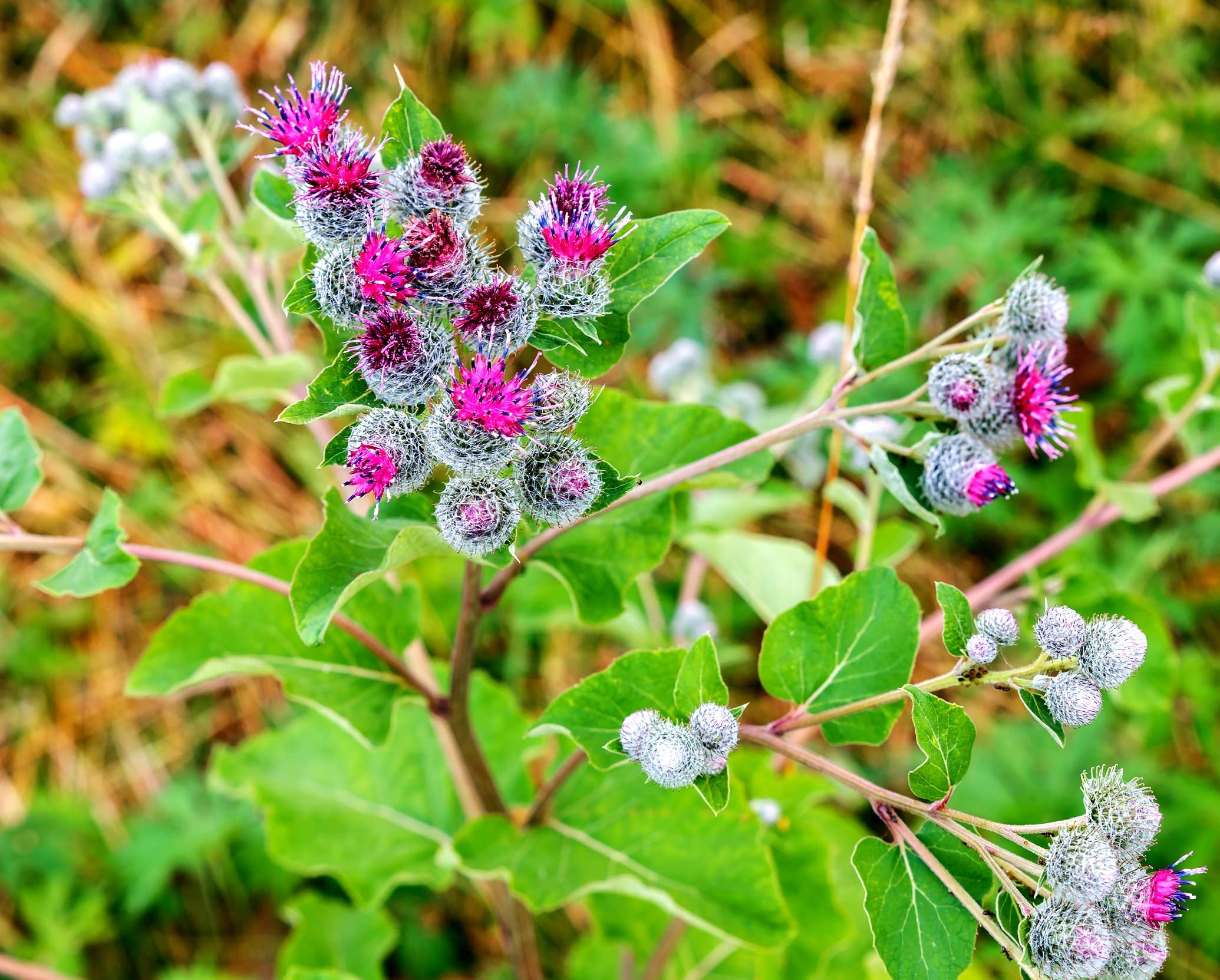 Burdock Seeds