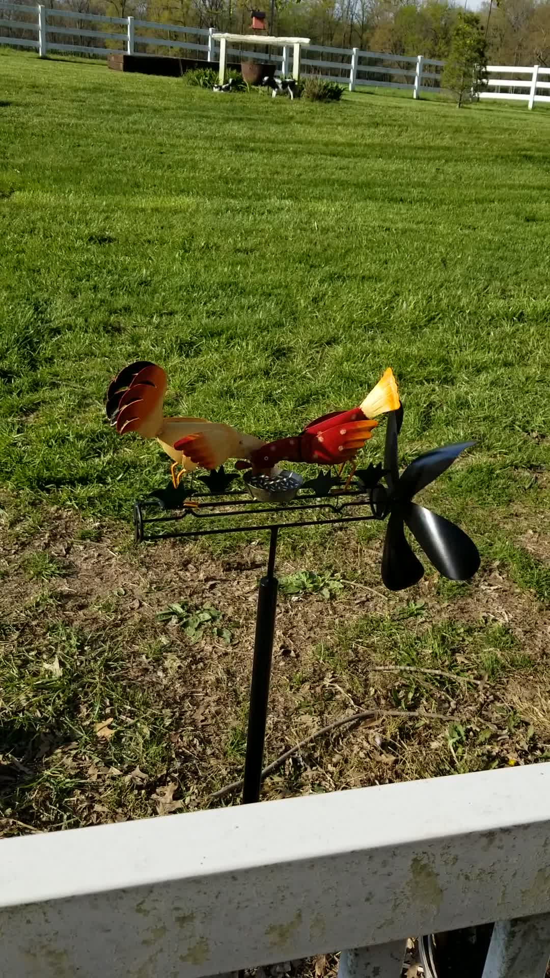 Watch Pecking chicken whirligig in motion on Amazon Live