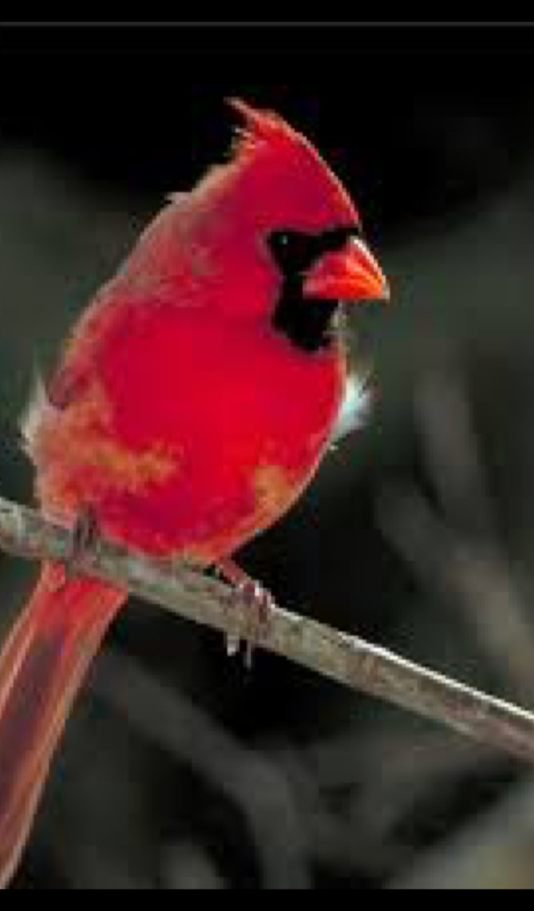 Cardinal Bird Screensavers