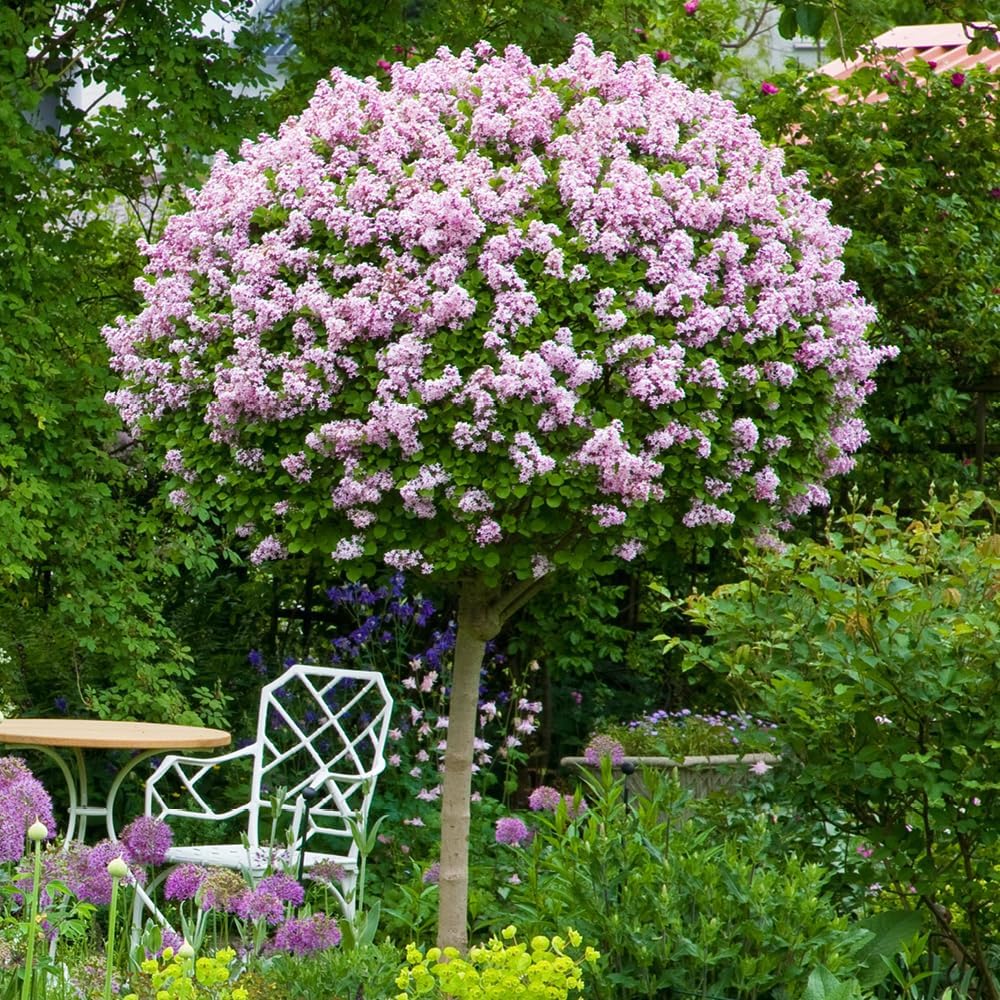 YouGarden Standard Lilac Tree Syringa 'Palibin' 90-120cm Tall in 3 ...