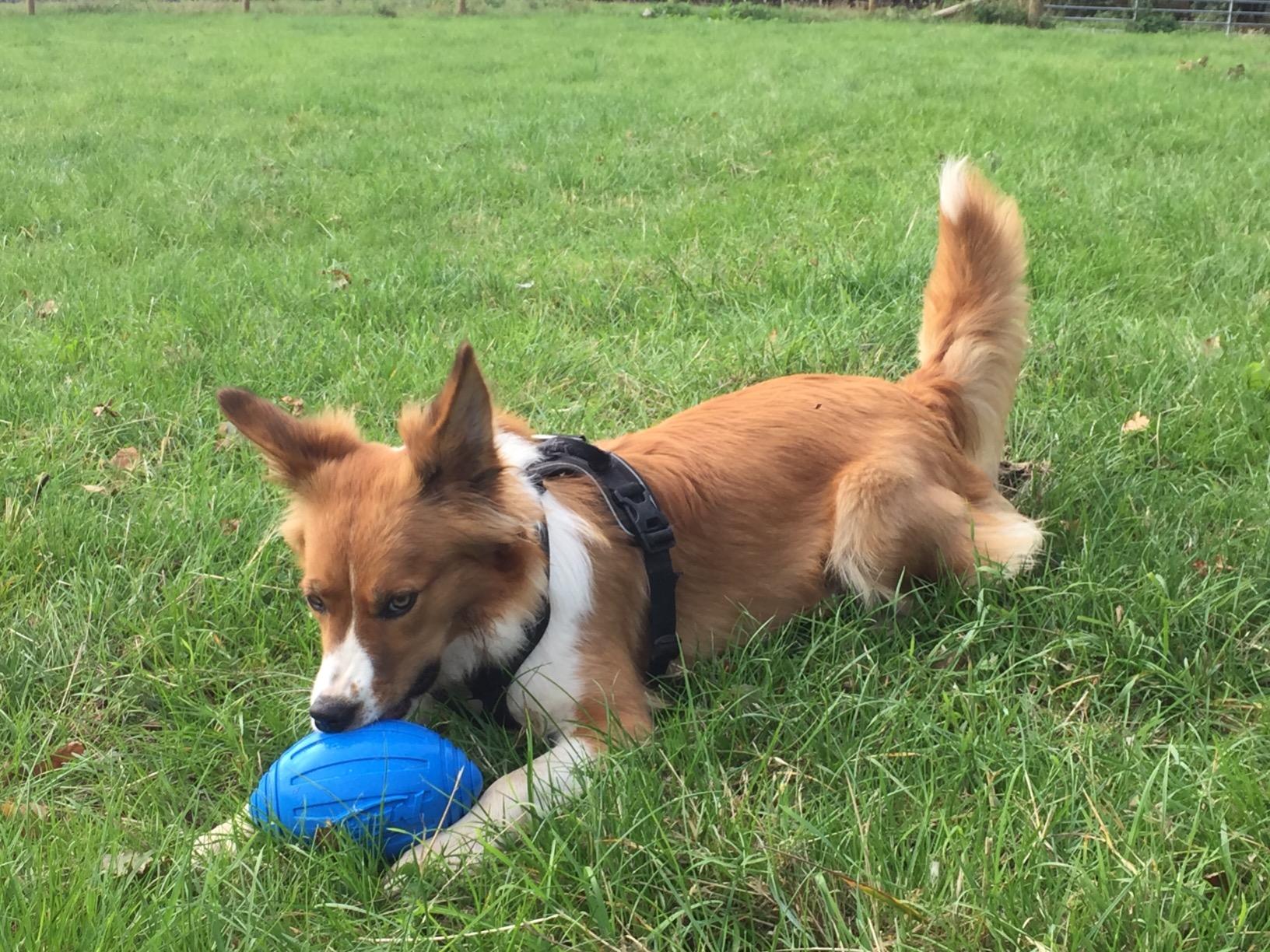 Nerf Dog Ridged Squeaker Football, 7-Inch, Blue : Amazon.co.uk: Pet ...