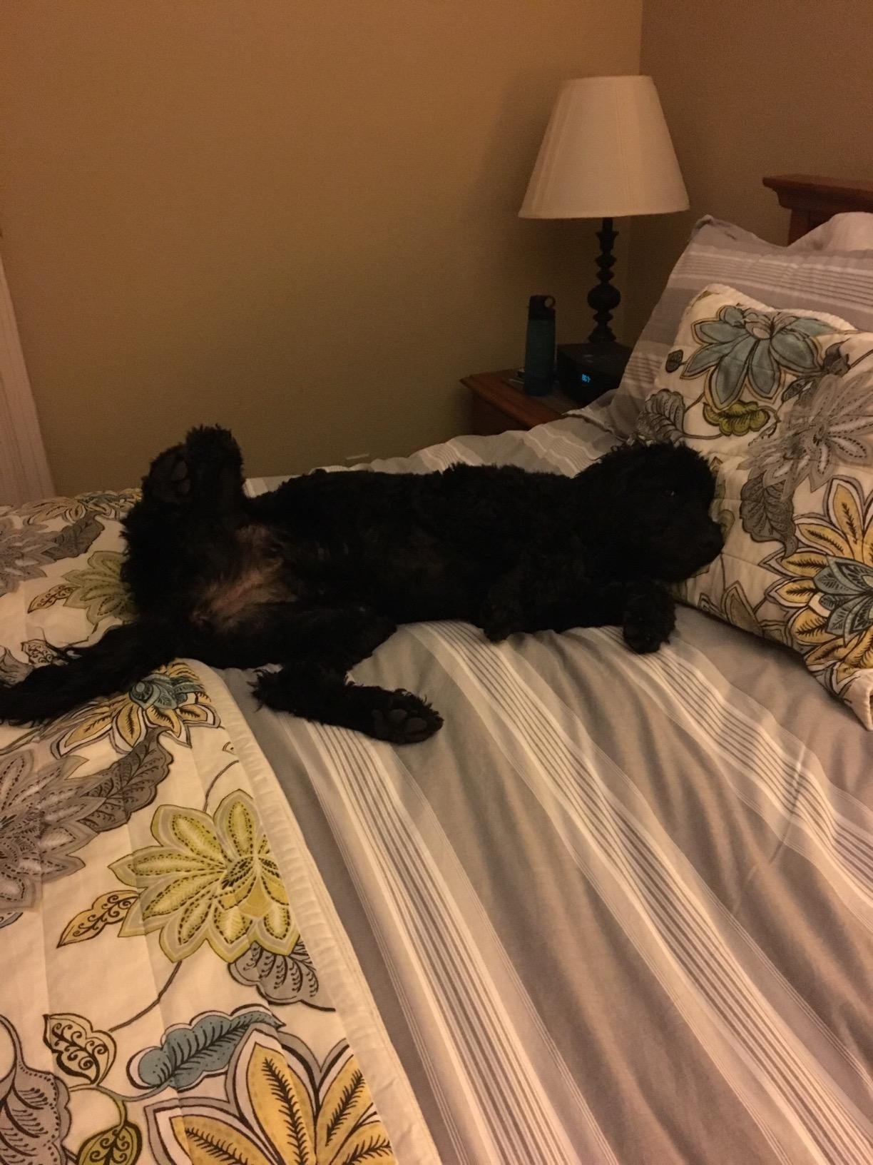 Amazon.com: Amazon Brand – Pinzon Yarn-Dyed Stripe Duvet Set - Full ...