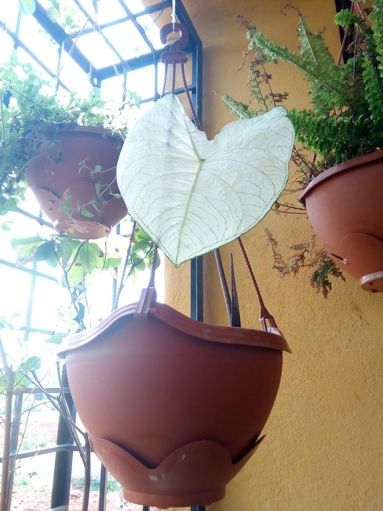 URBAN GARDENS® Caladium moonlight (Pack of 3 bulbs) : Amazon.in: Garden ...