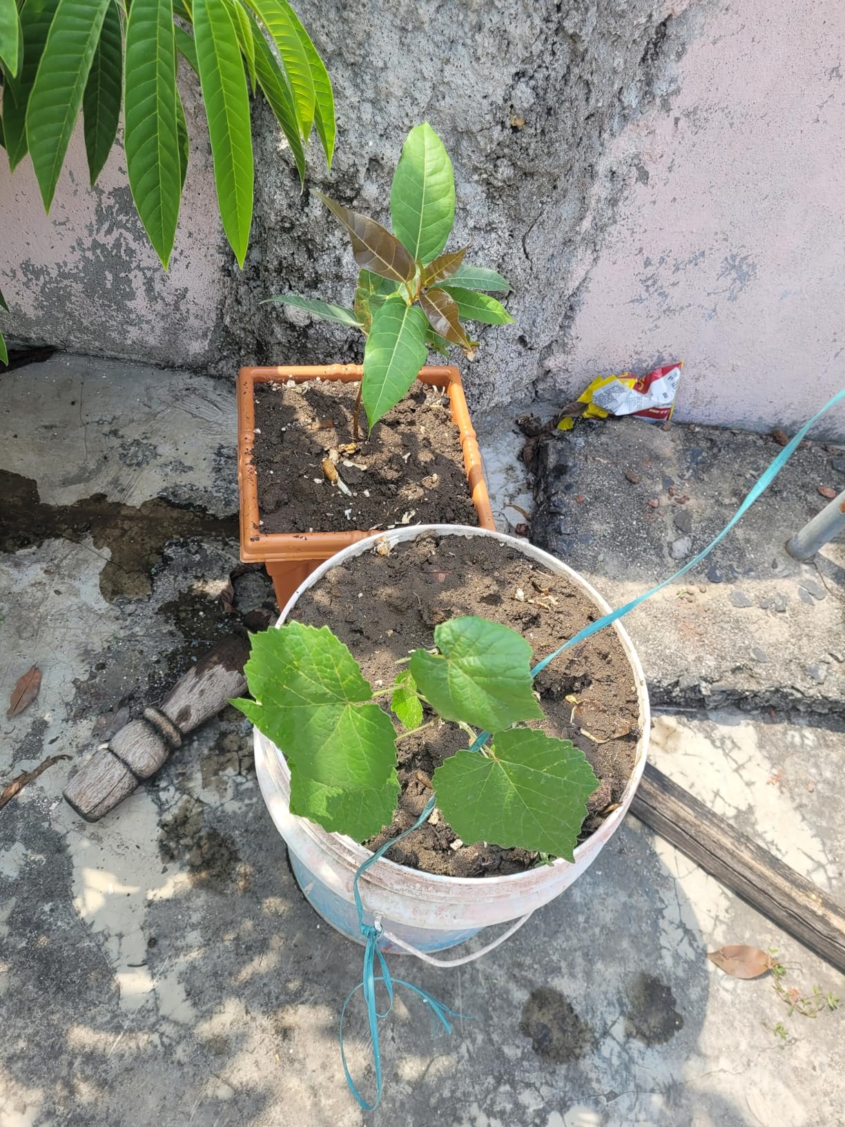 RISHIKA PLANT HOUSE Rare Hybrid Grape Angur Plant Plants Tree : Amazon ...