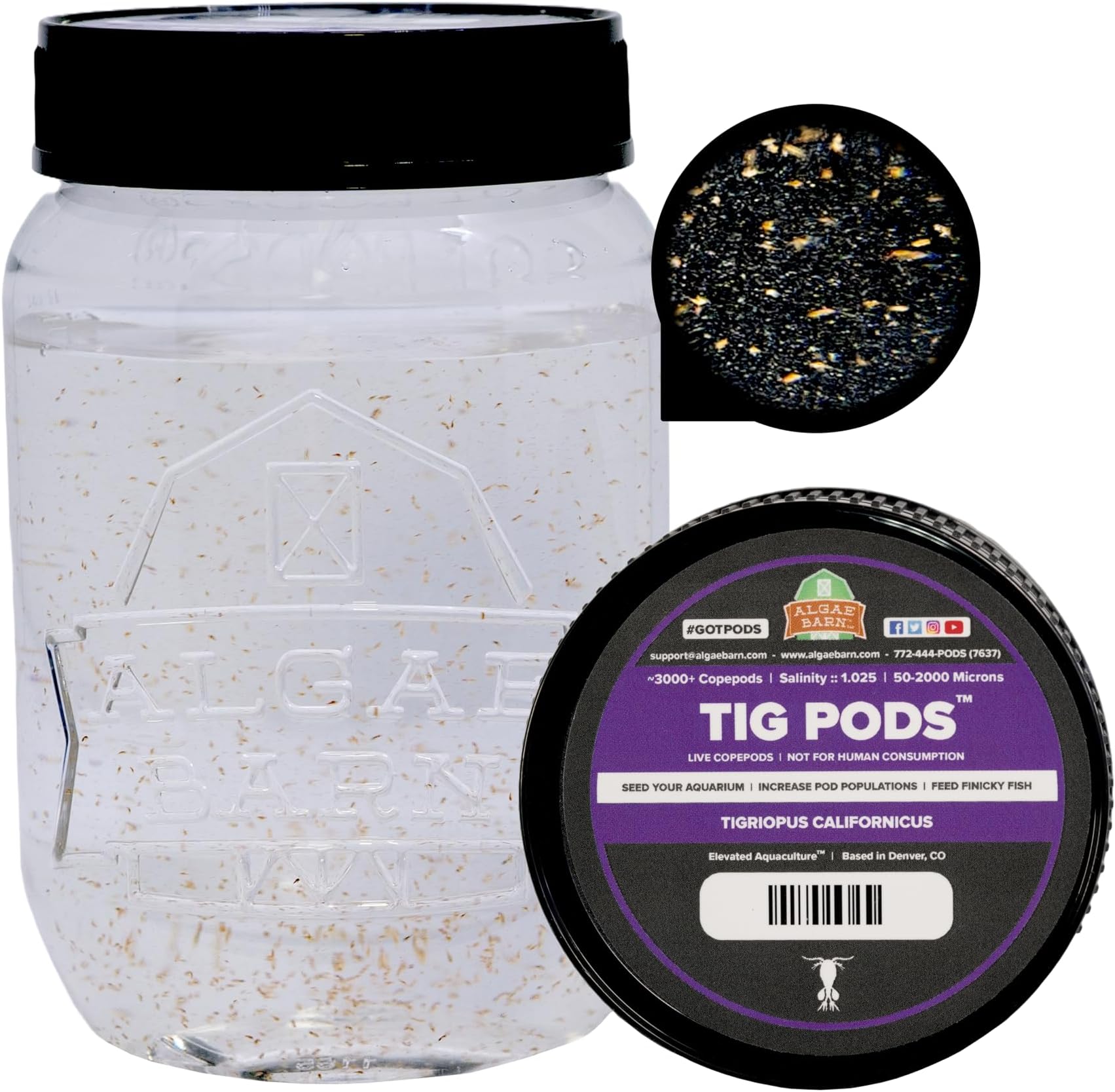 Amazon.com: AlgaeBarn Tig Pods : Live Copepods : Tigriopus californicus ...