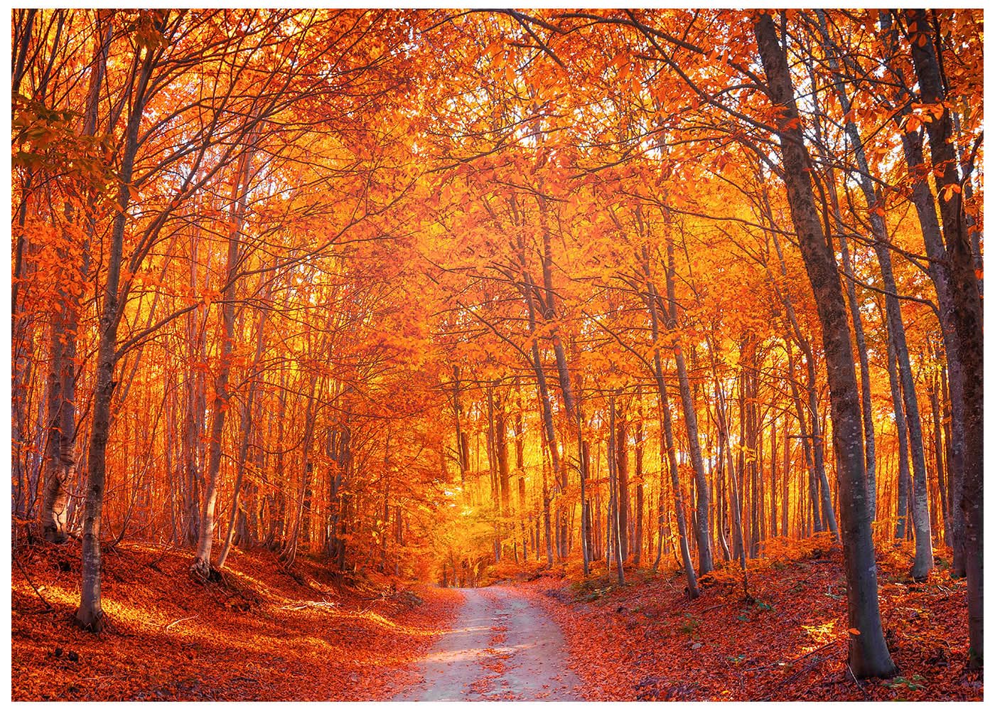 Amazon.com : Ladvis Fall Backdrop Photography, Autumn Forest Backdrop ...