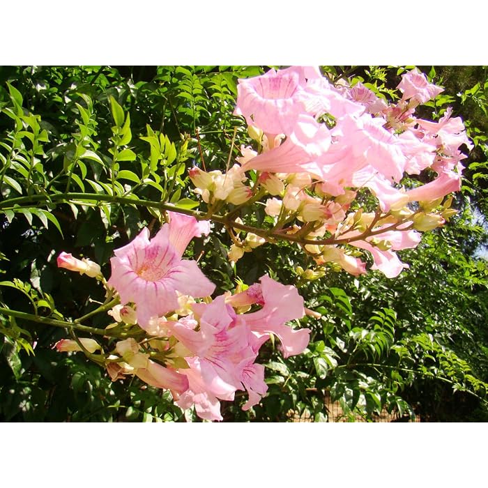 Queen Of Sheba Shrub