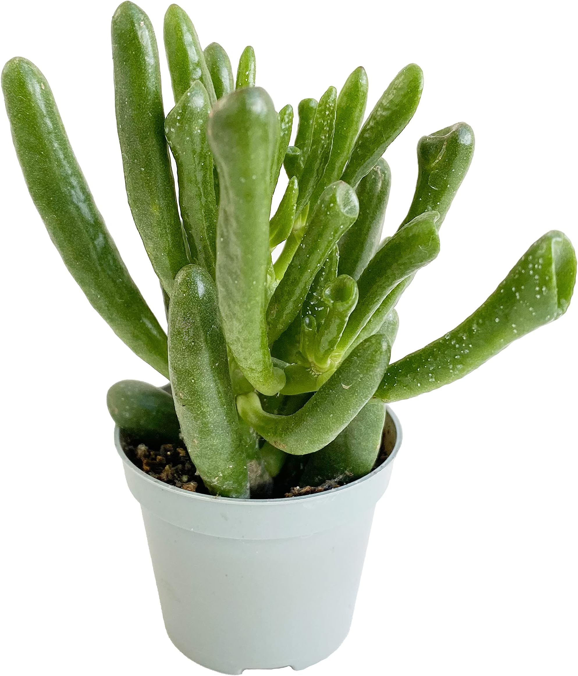 Crassula Hobbit Succulent Plant in a 12cm Pot x 1. Finger Jade, Money ...