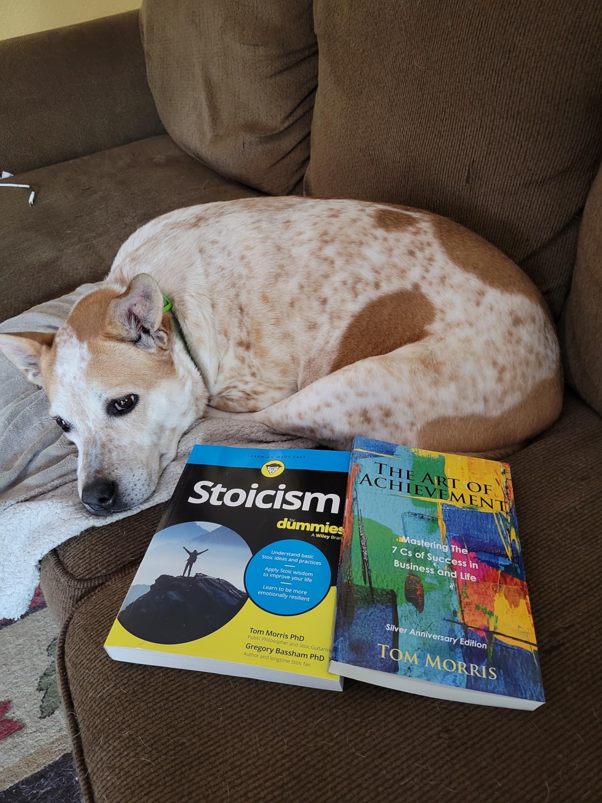 Stoicism For Dummies: Morris, Tom, Bassham, Gregory: 9781394206278 ...