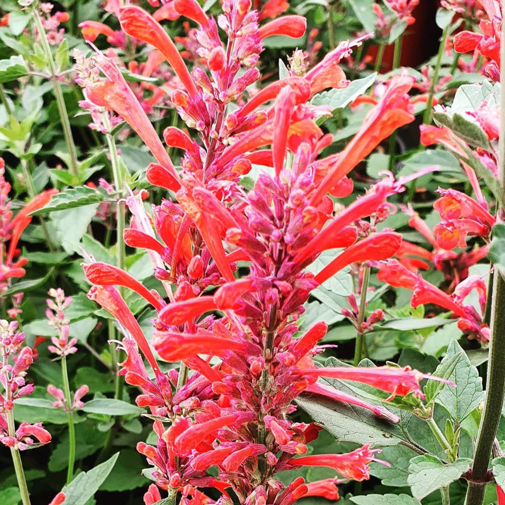Agastache Tango