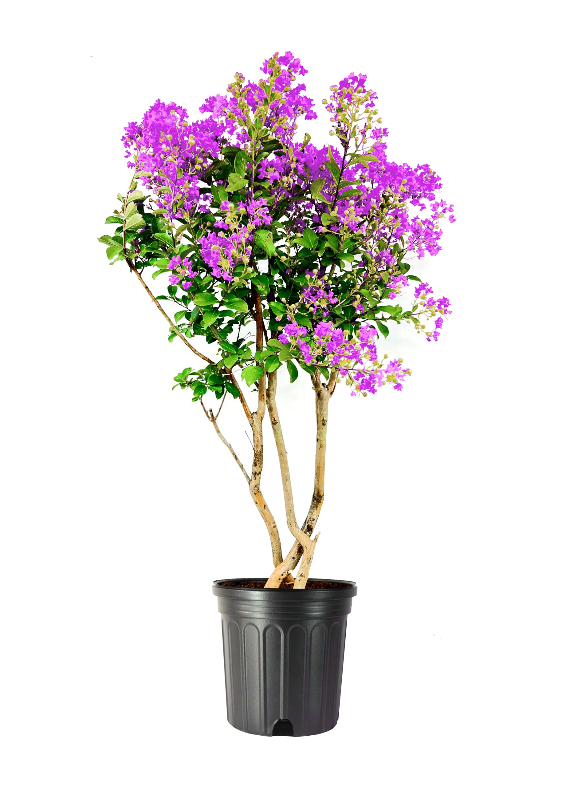 Amazon.com : Crape Myrtle Twilight | 1 Extra Large 3 Gallon Plant ...