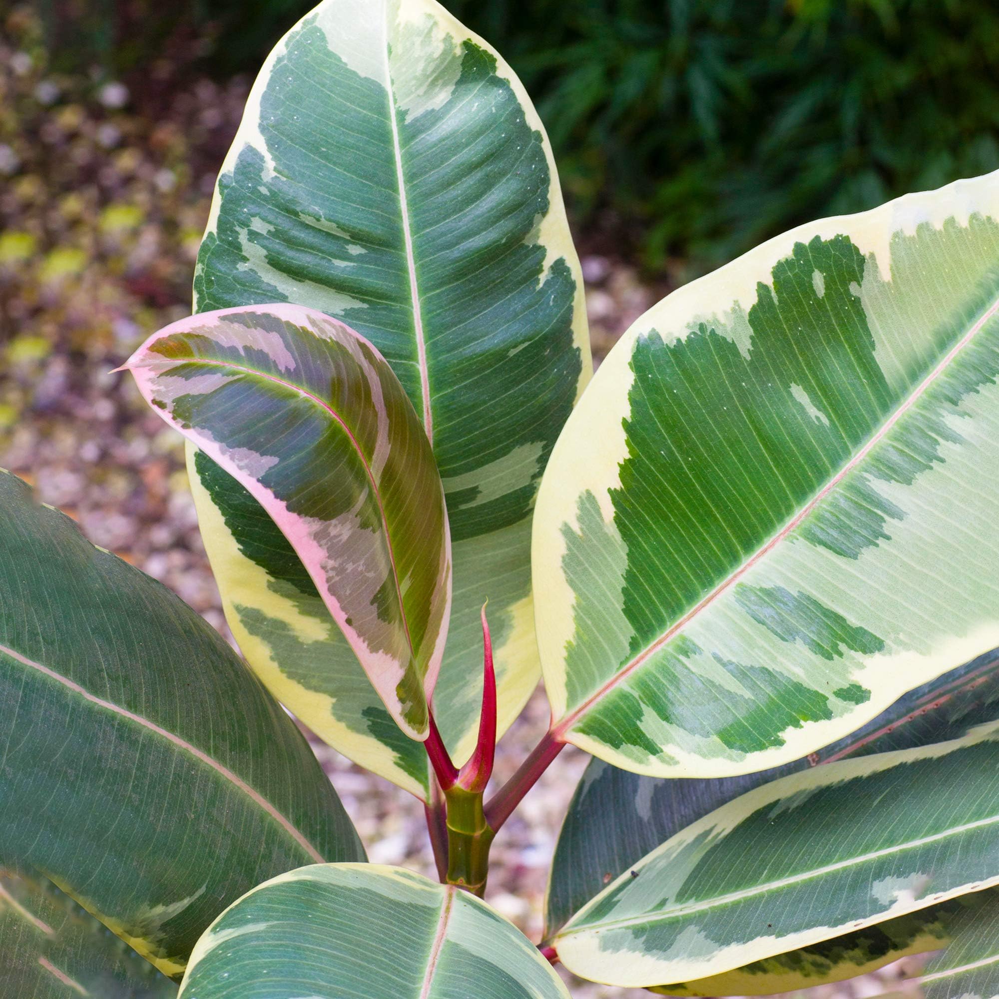 XL Rubber Plant Ficus elastica Abidjan in a 27cm Pot. Rarely Offered ...