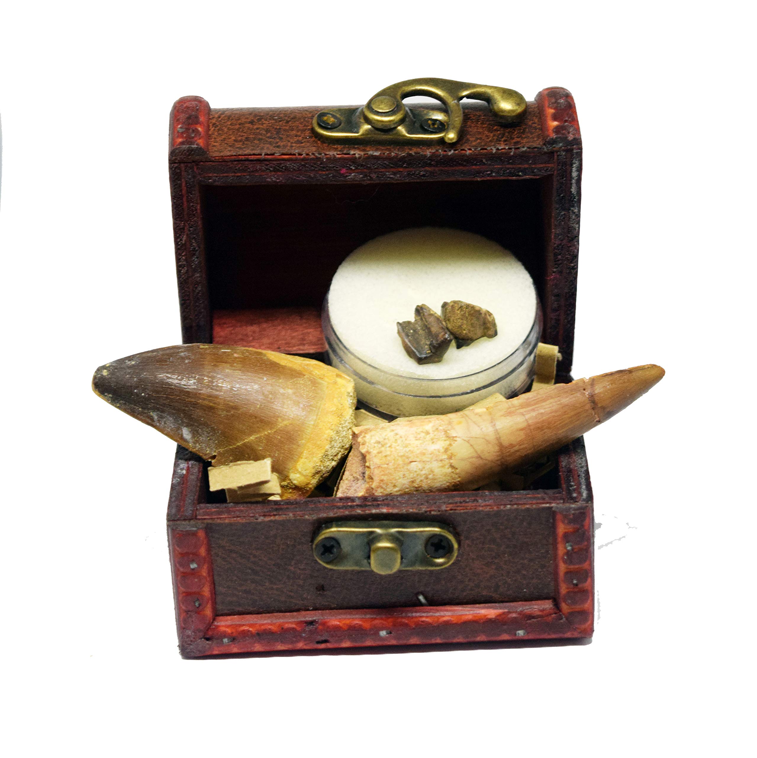 Large Dinosaur Teeth Collection Spinosau Tooth Triceratops Tooth ...