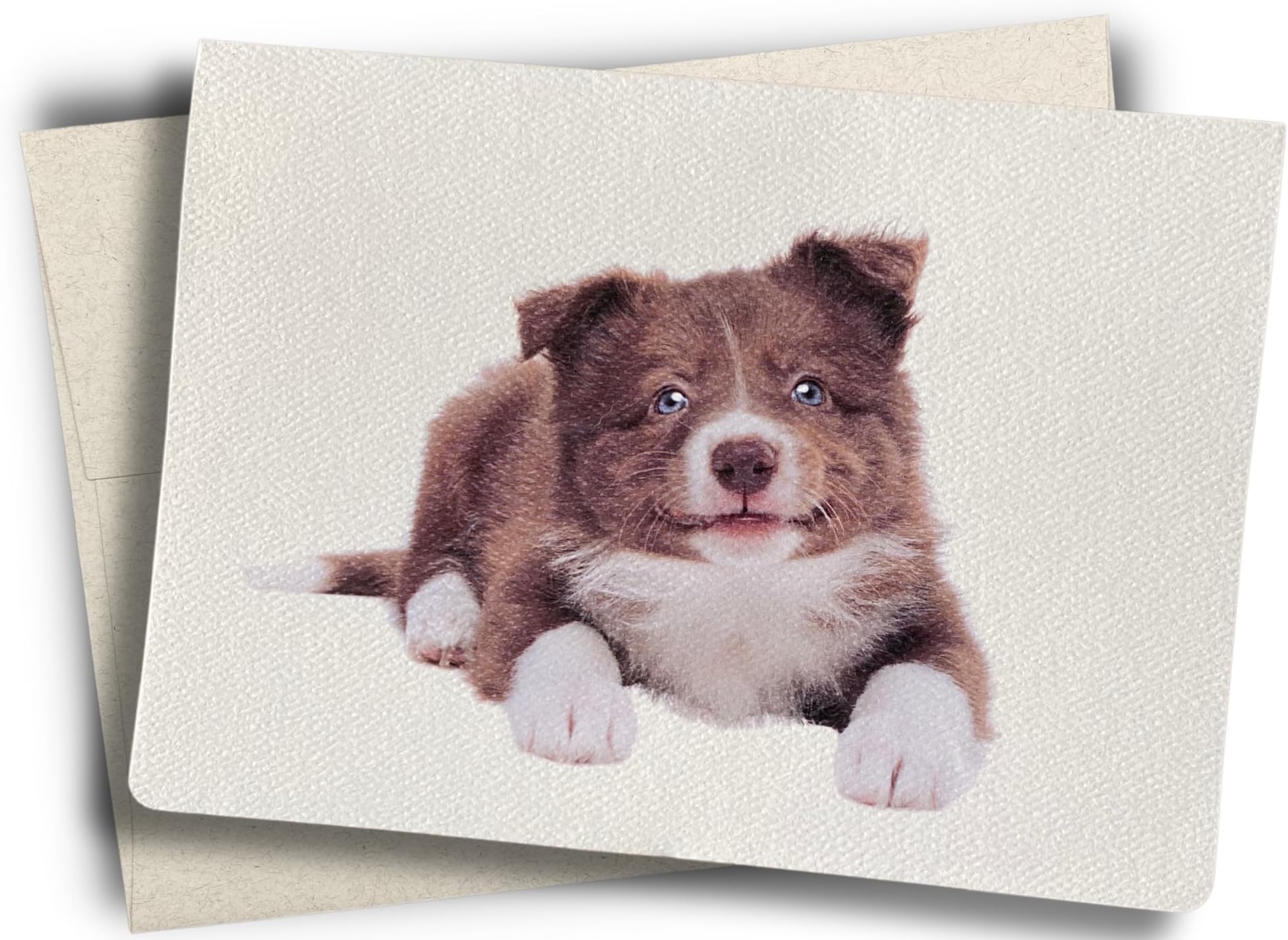 Amazon.com : Fava Bean Productions BORDER COLLIE Puppy Greeting Card ...