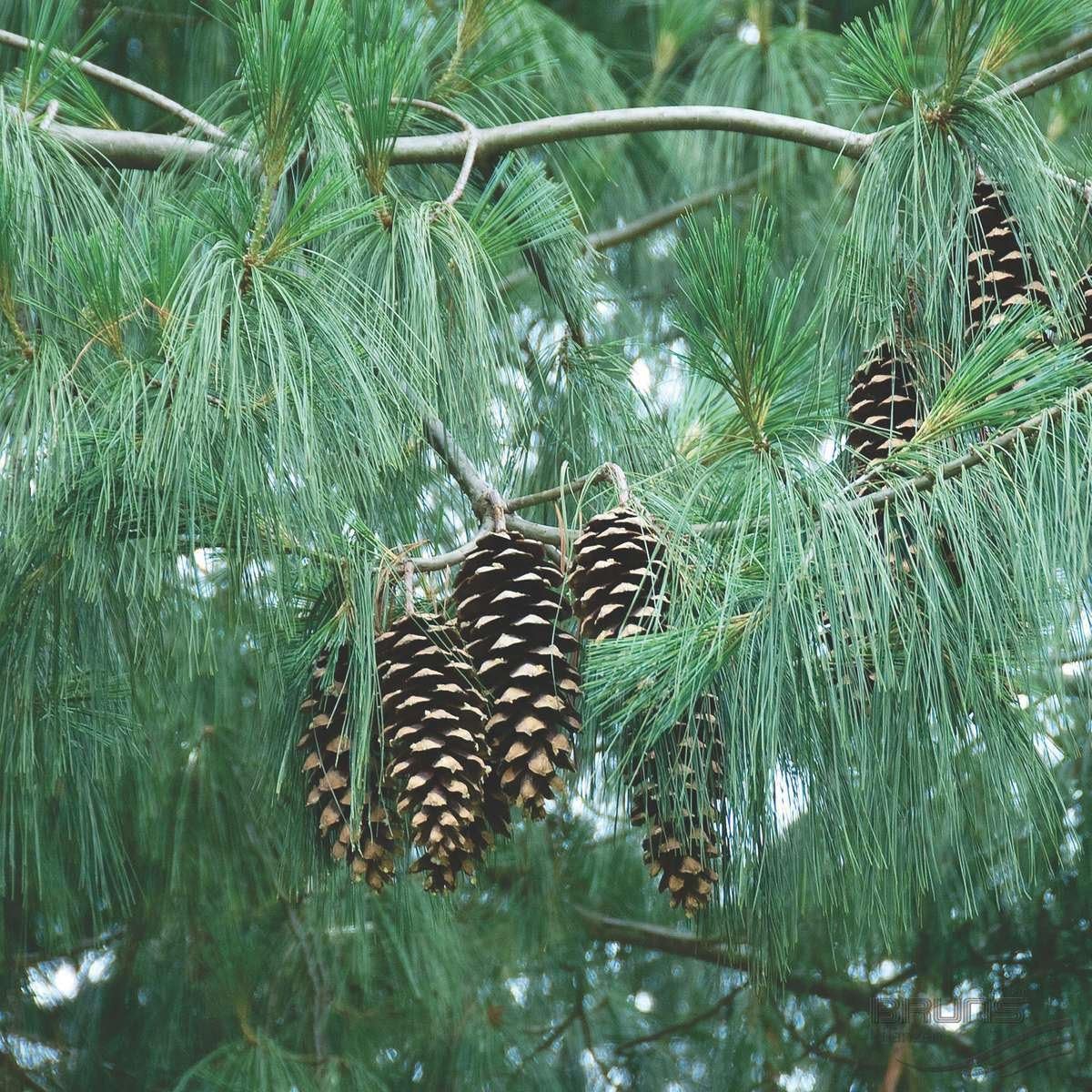 Amazon.com : 50 Seeds Pinus wallichiana, Bhutan Pine Seeds 'Blue Pine ...
