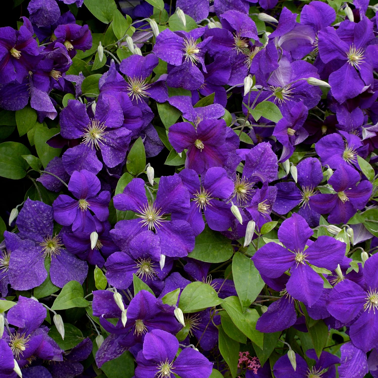 Amazon.com : Dark Purple Clematis Vine Plant, Clematis Vine Plants Live ...