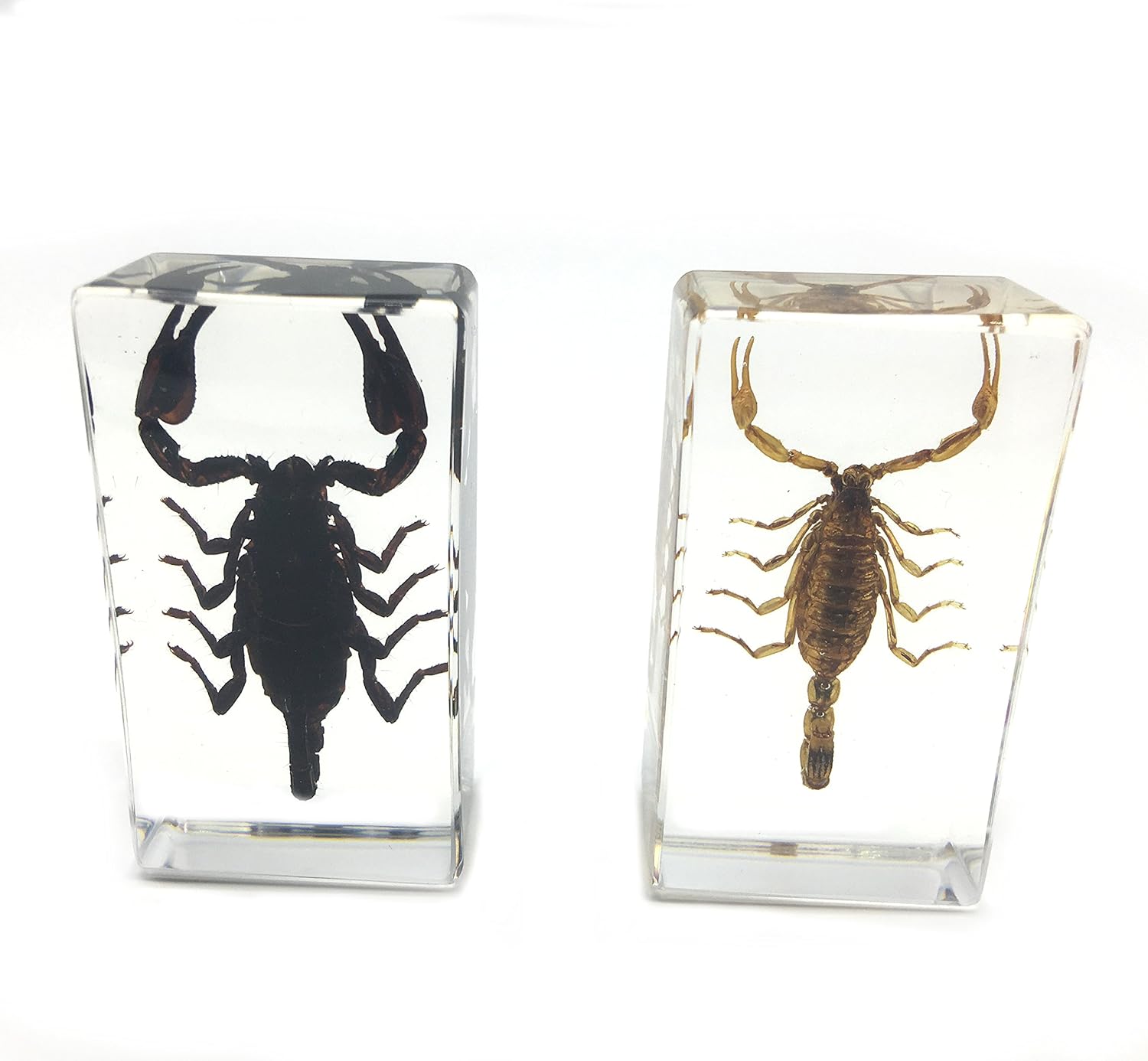 Amazon.com: 2 PCS Real Scorpion Paperweights Specimen for Science ...
