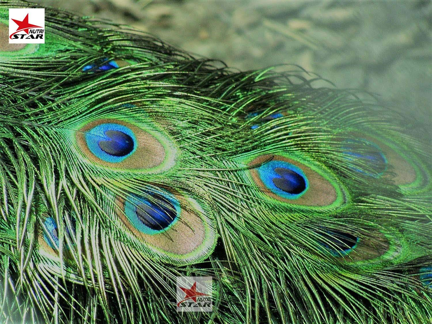 Peacock Feather Colors Peacocks | Causes Of Color