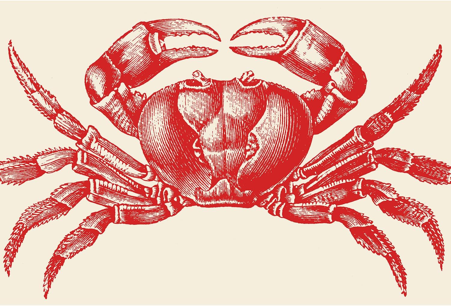 Amazon.com: Crab Feast Placemats – How To Eat A Crab, 48 Disposable ...