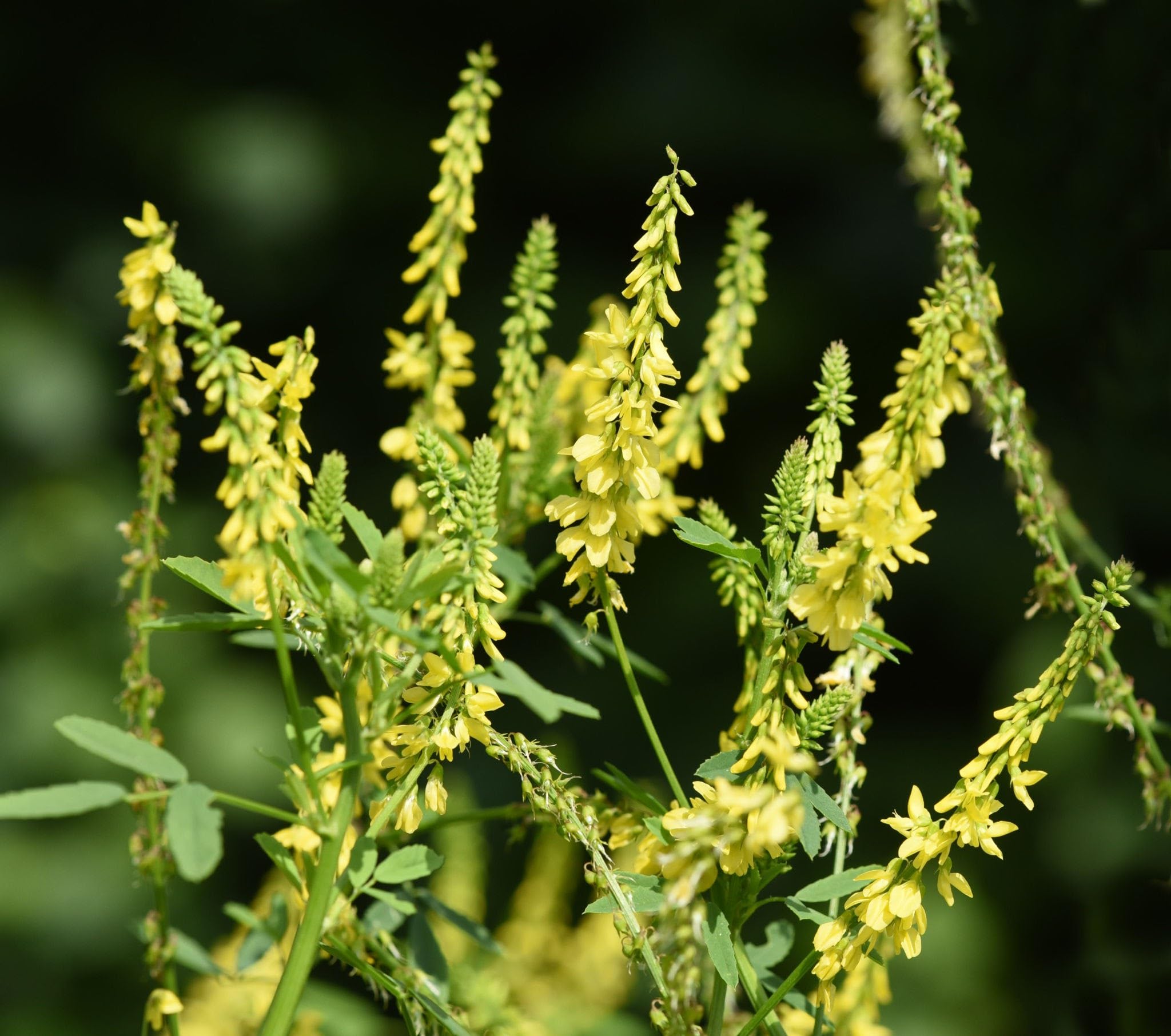 Amazon.com : Yellow Sweet Clover Seeds for Planting (5 Pounds) : Patio ...