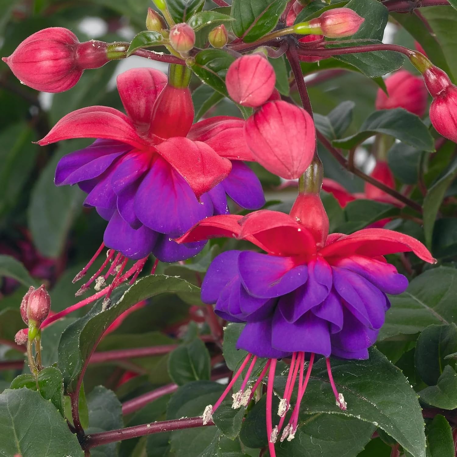 Amazon.com : Set of 2 Purple Blue Fuchsia Plants Live, Purple Flower ...