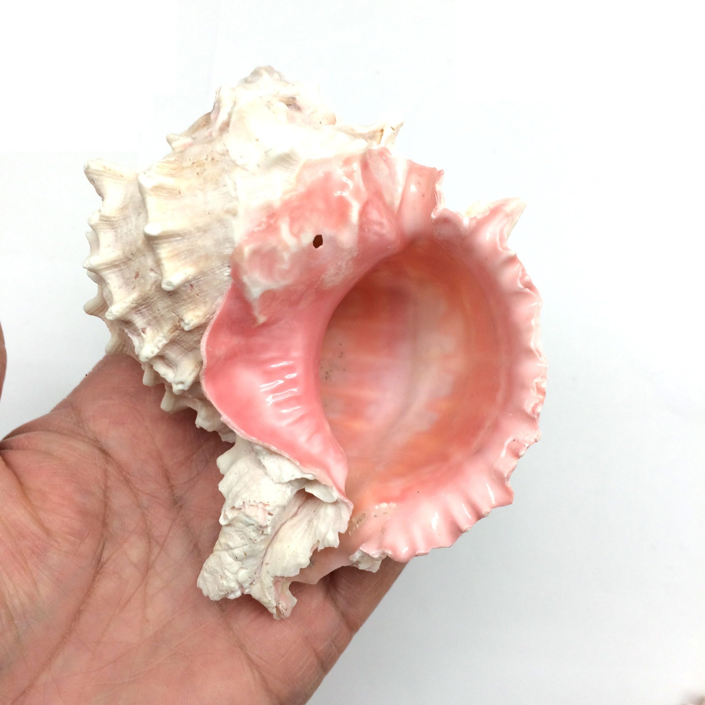 Amazon.com: PEPPERLONELY 2PC Rooster-Tail Conch Sea Shells, 3-3/4 Inch ...