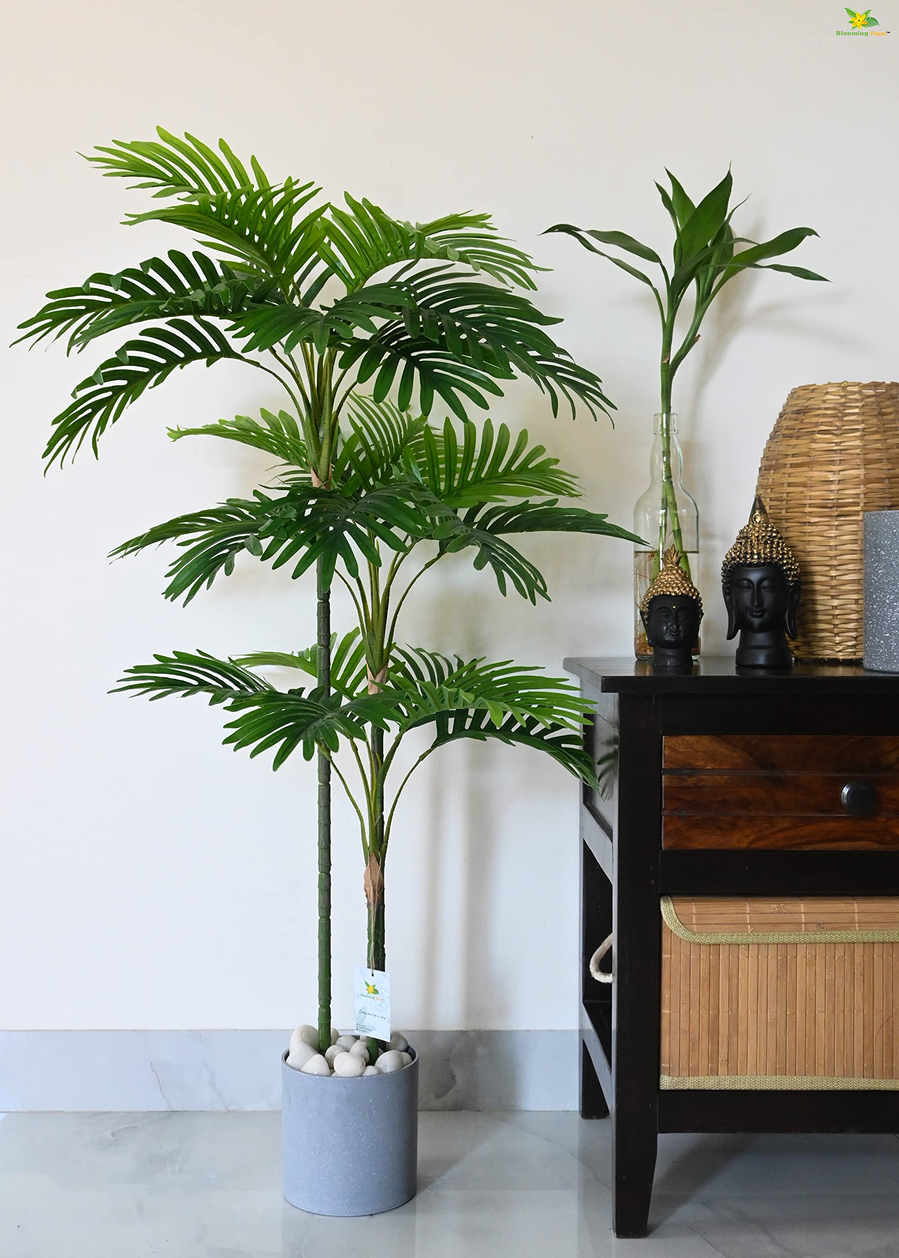 Names Of Indoor Palm Plants Types Of Palm Plants The Home Depot