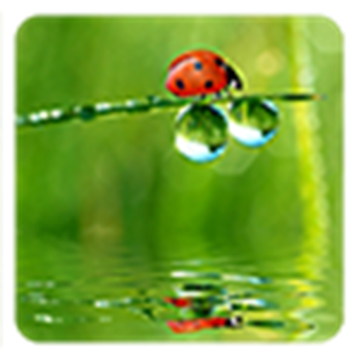 Lady bug Live Wallpaper - App on Amazon Appstore
