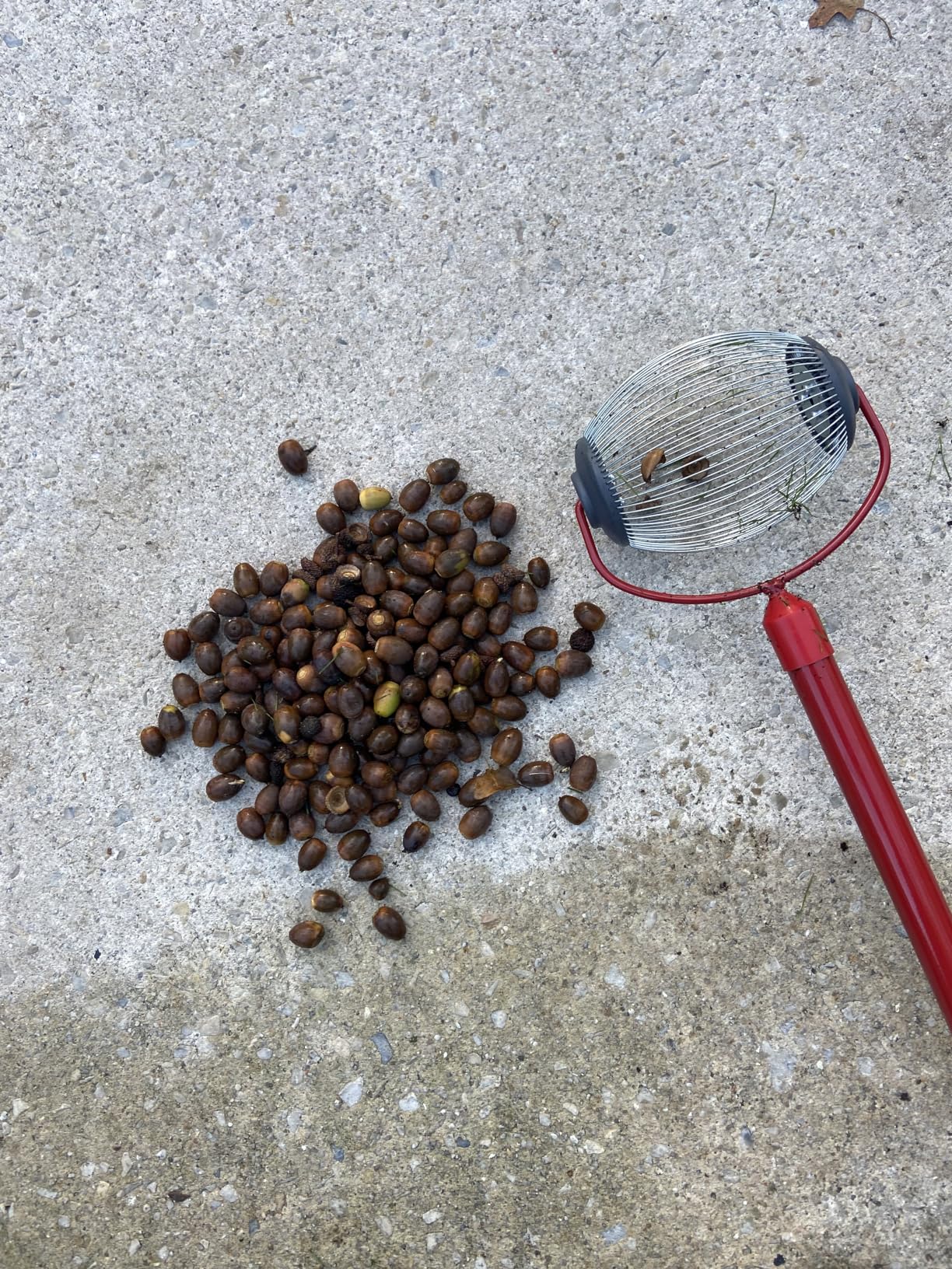 $7/mo - Finance Garden Weasel Nut Gatherer 95334 - Small Yard Roller ...