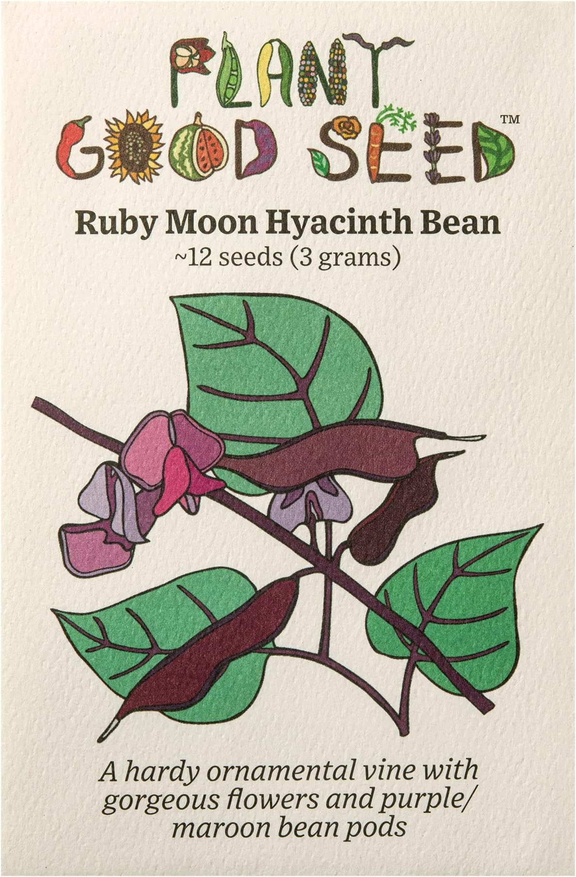 Amazon.com : Purple Hyacinth Bean Seeds - Very Colorful Vining Plants ...