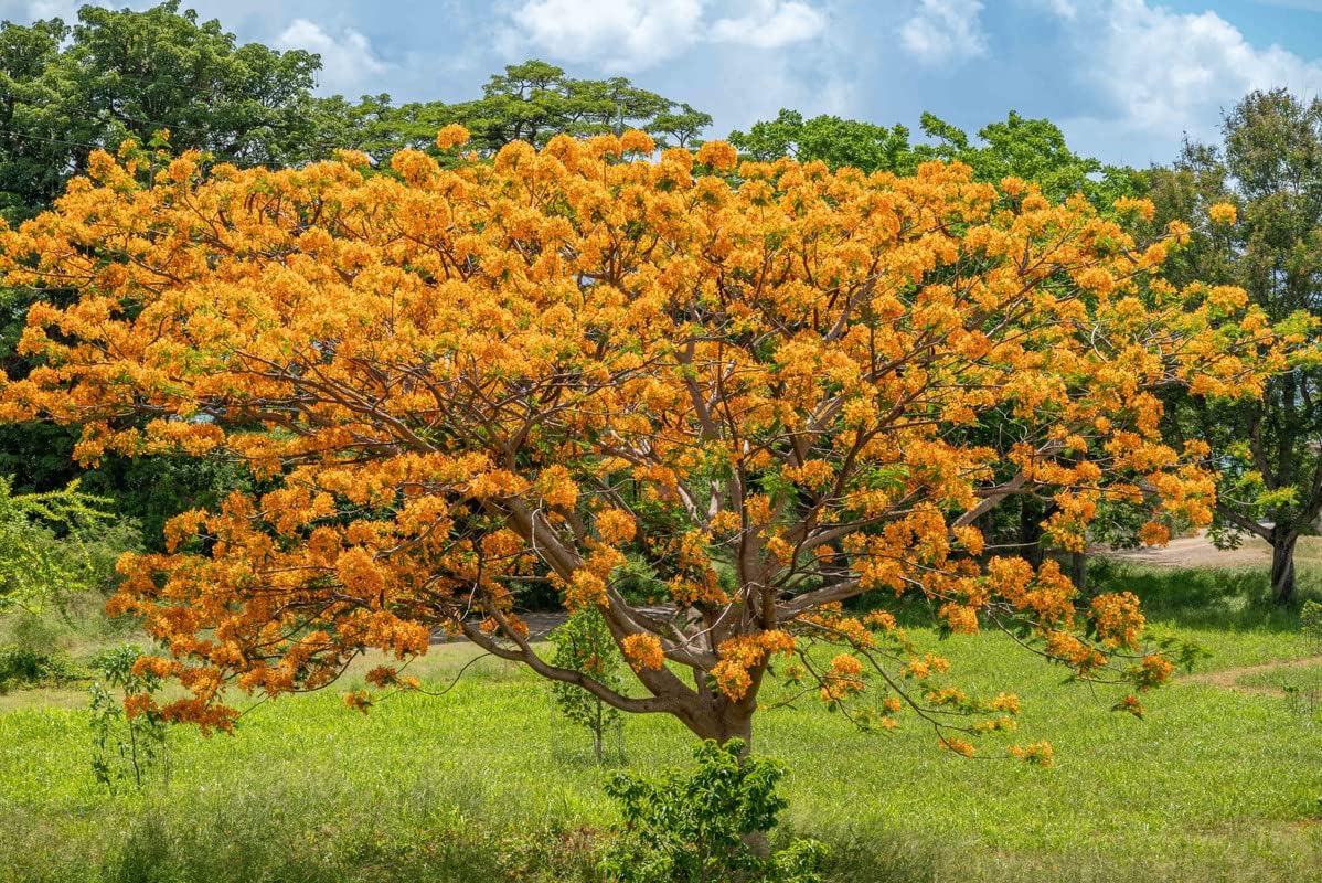 Amazon.com : Yellow Flamboyant Royal Poinciana Tree Plant Live, Flower ...
